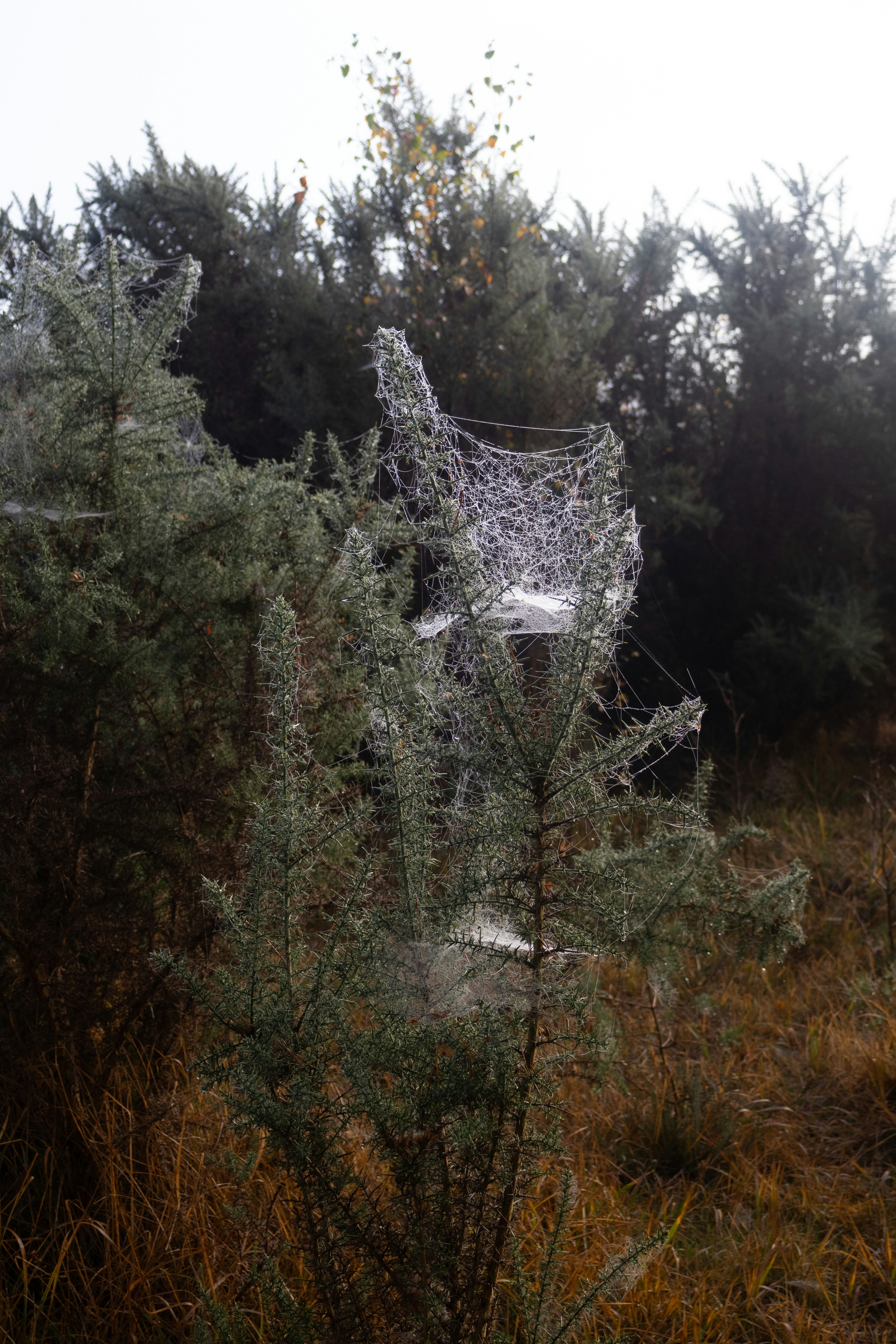 Dawn Frost Weave: Spider Web Draped Across Conifer Needles