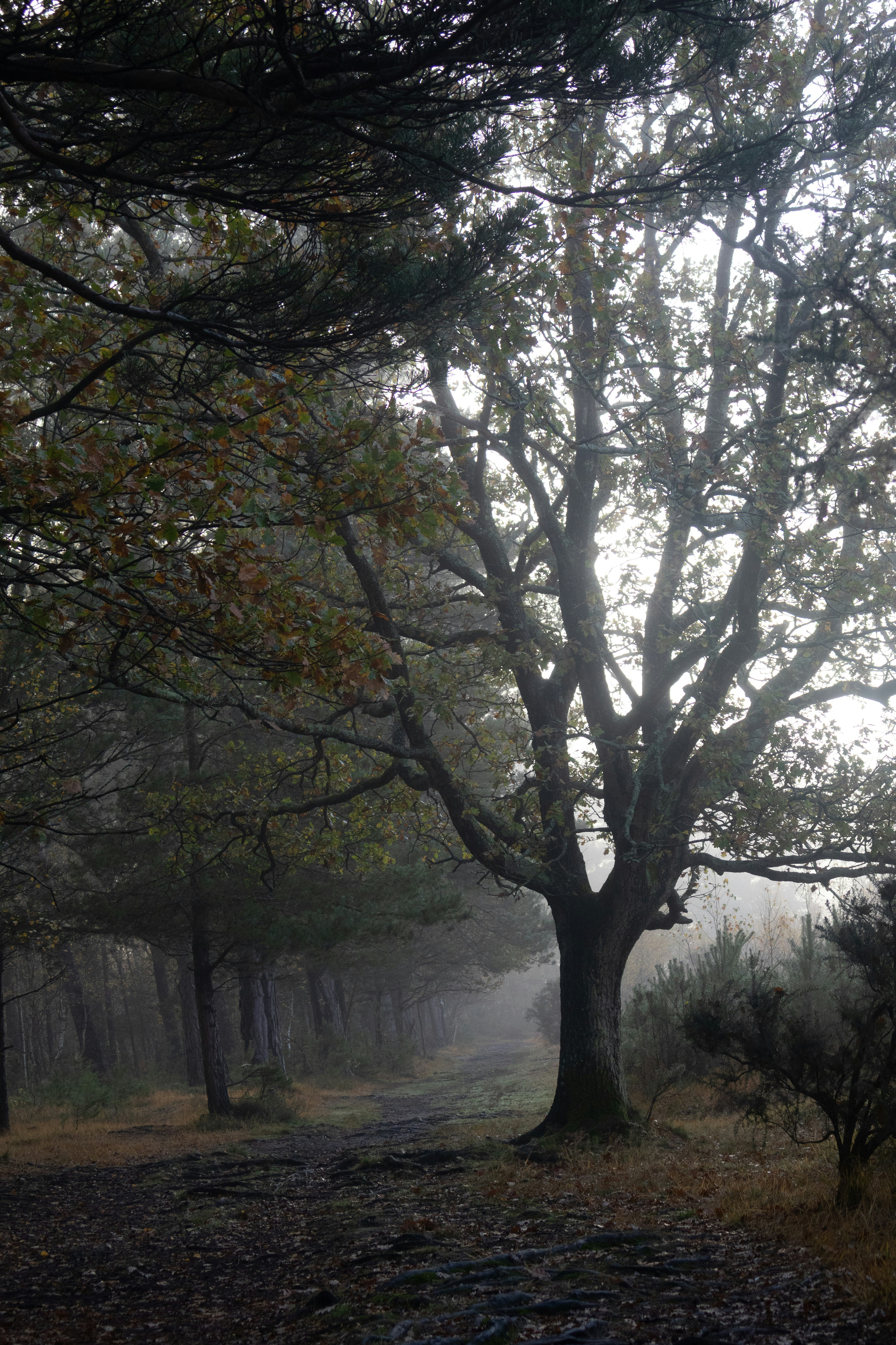 Photo by Tanya Barrow with Canon EOS R50