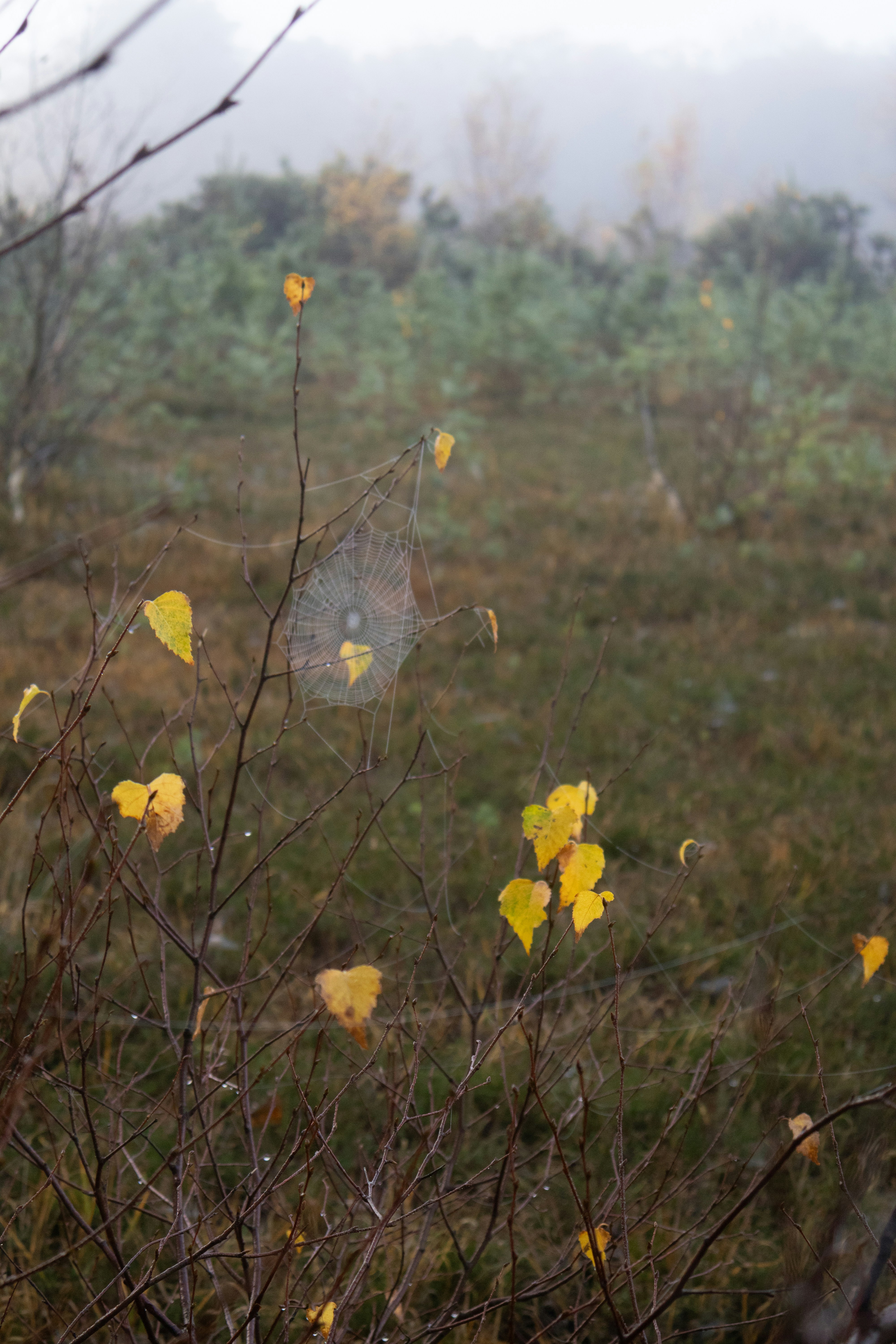 Dawn Web in Amber: a Spider Silk Among Fog-Shrouded Branches