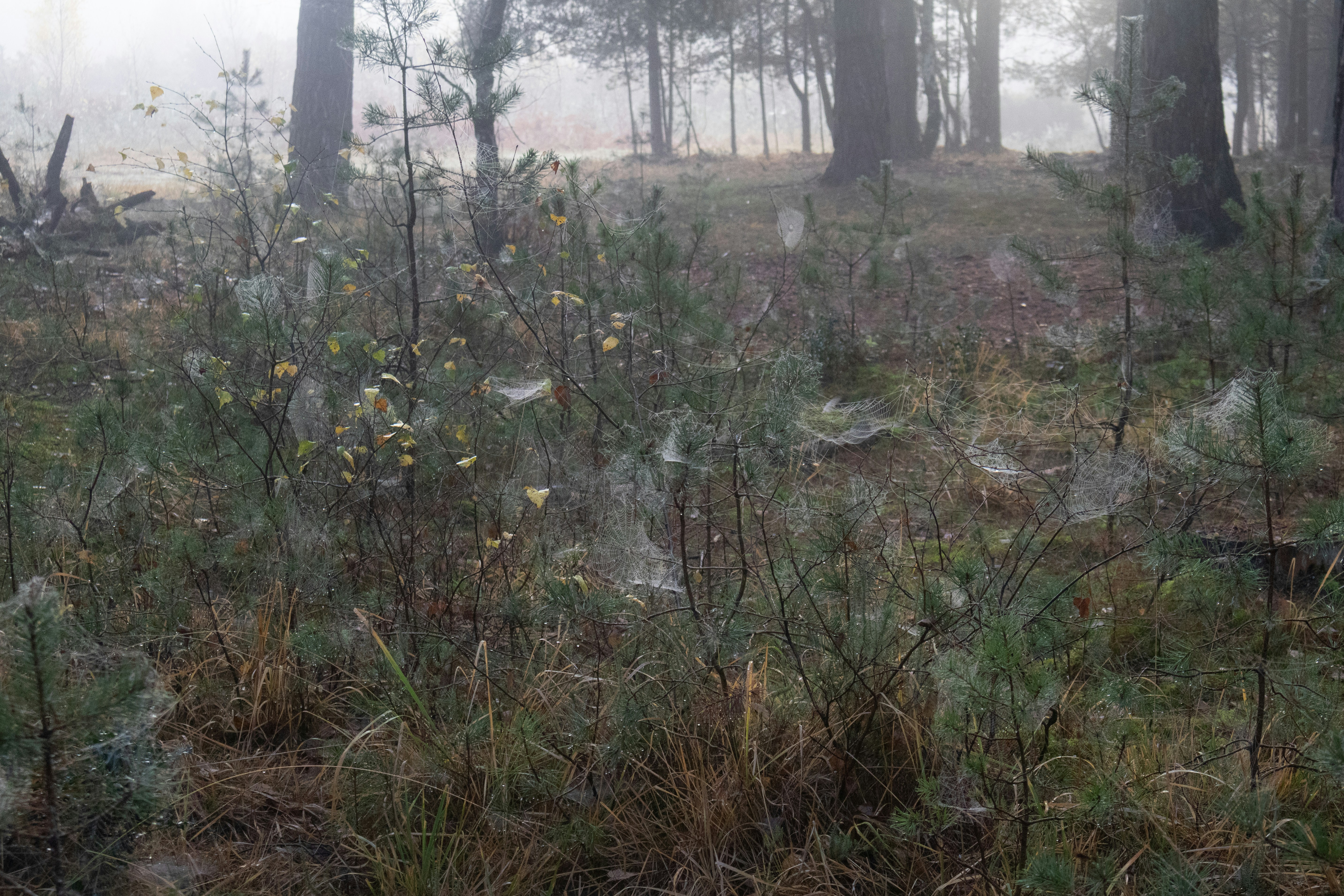 Misty Pines: Quiet Clearing in a Fogged Forest