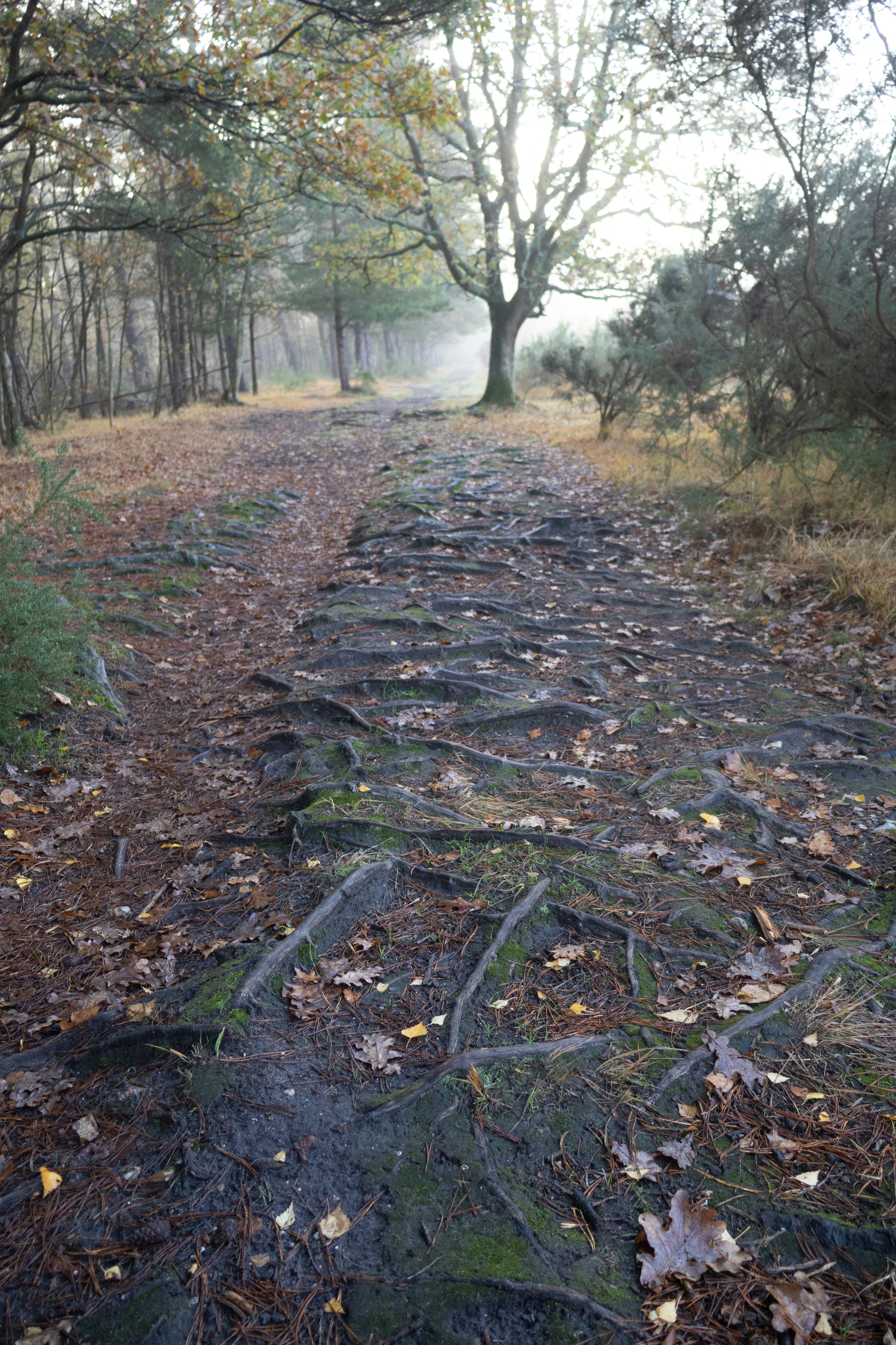 Roots Run the Path: A Foggy Forest toward a Lone Oak
