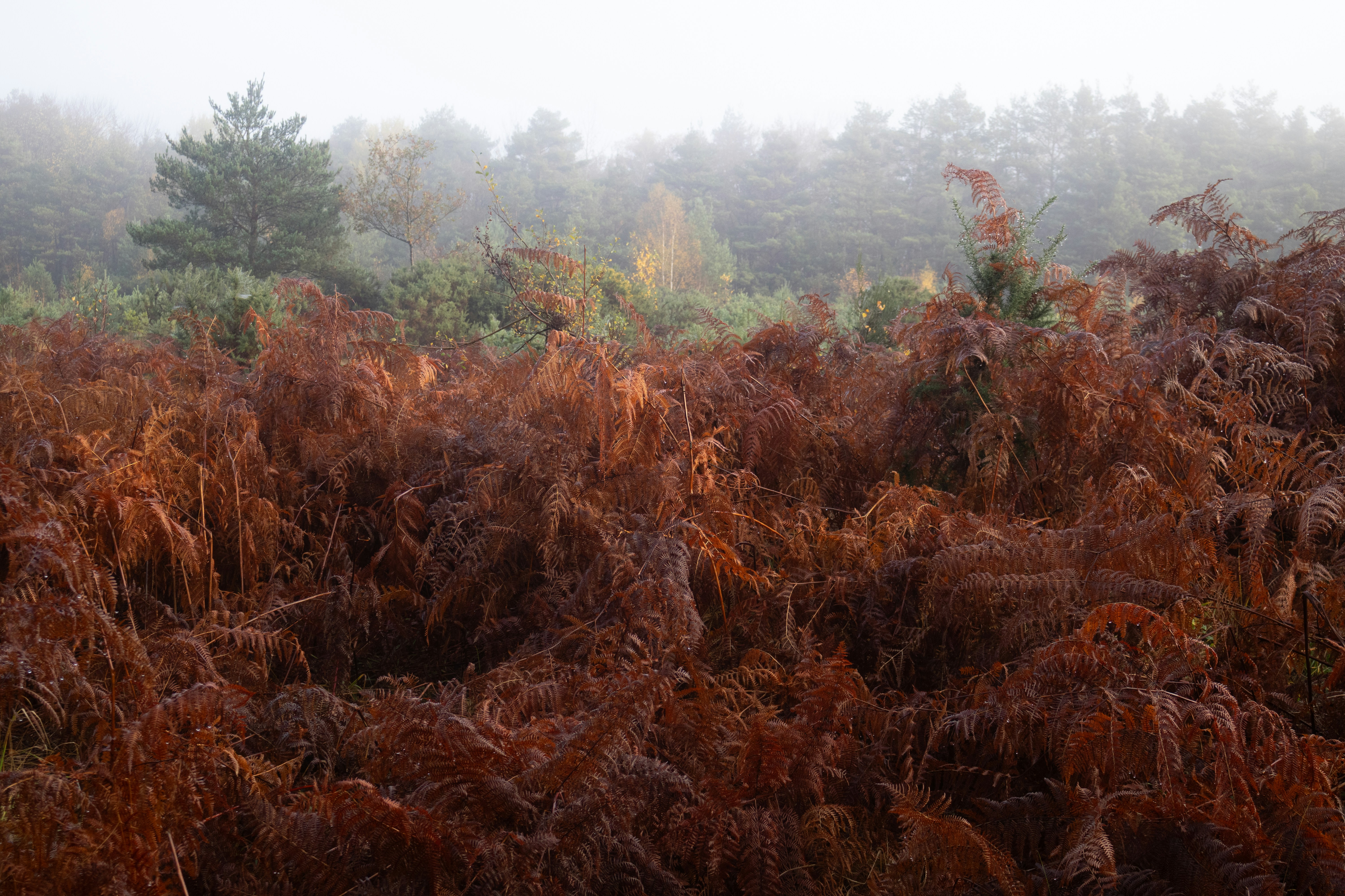 Like a Sea of Rust: Ferns Bathed in Mist