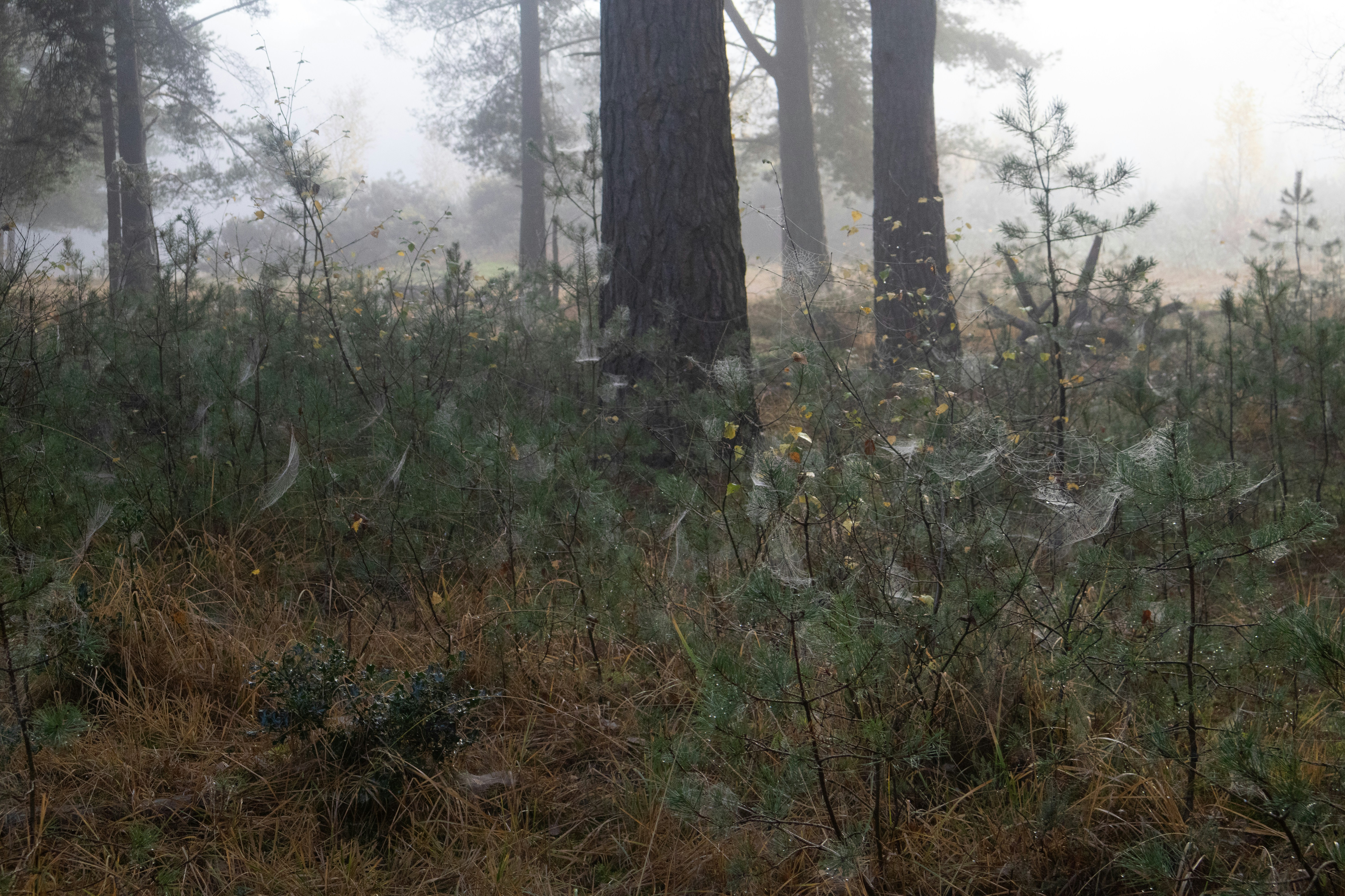 Pine Cathedral in Early Morning Mist