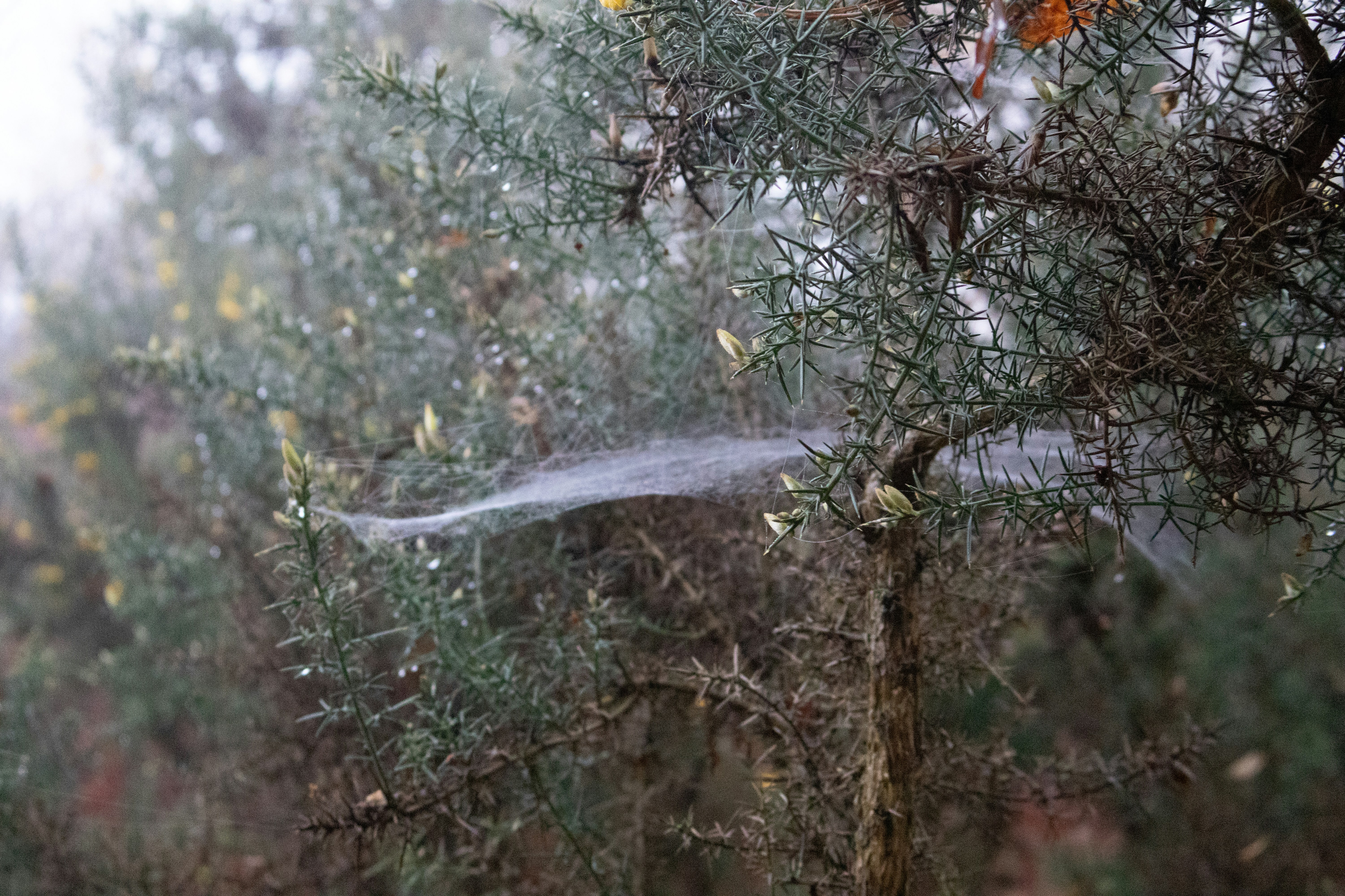 Dew-Kissed Silk Span Across a Thorny Branch in Quiet Morning Light