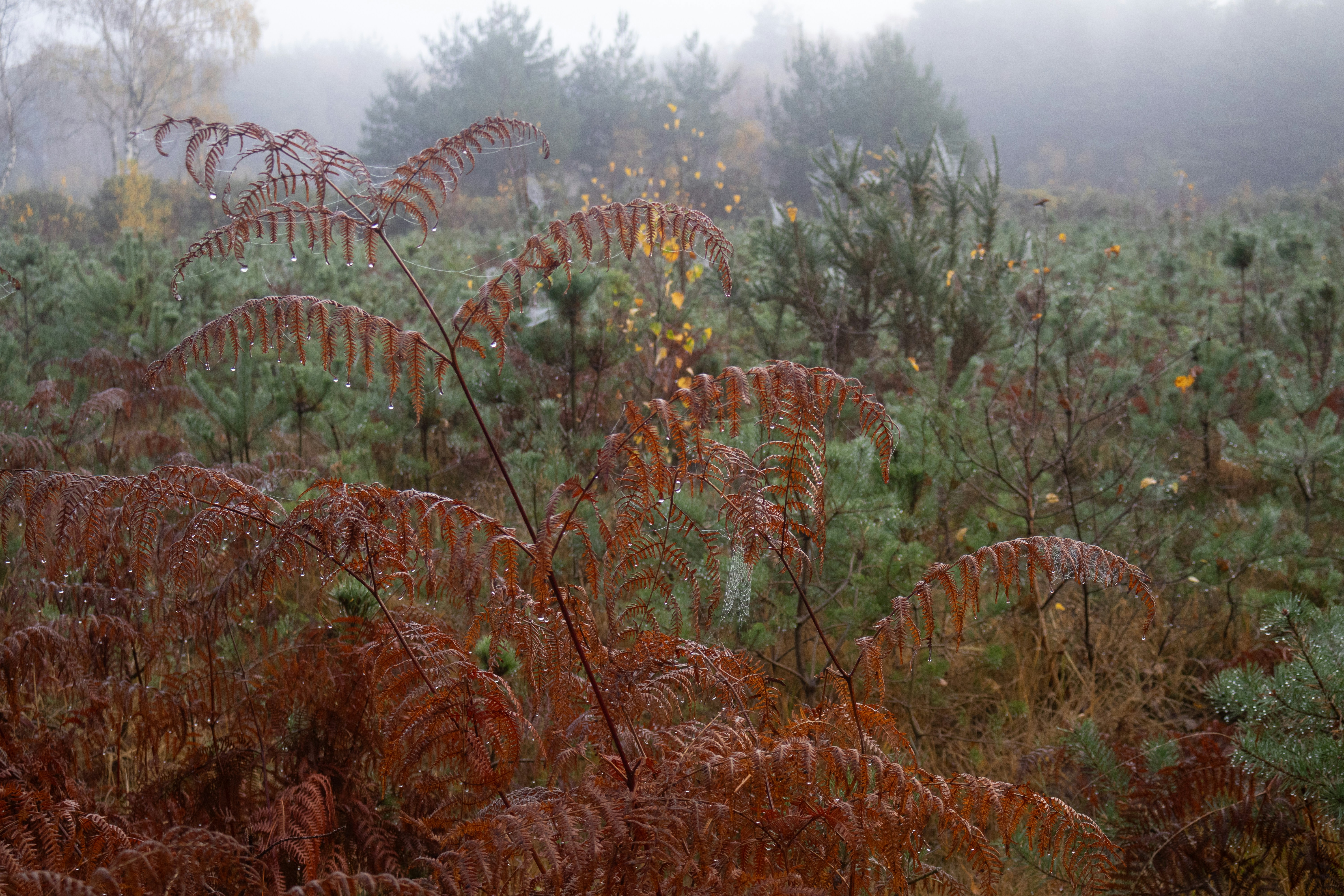 Copper Ferns in Morning Mist: A Quiet Moorscape