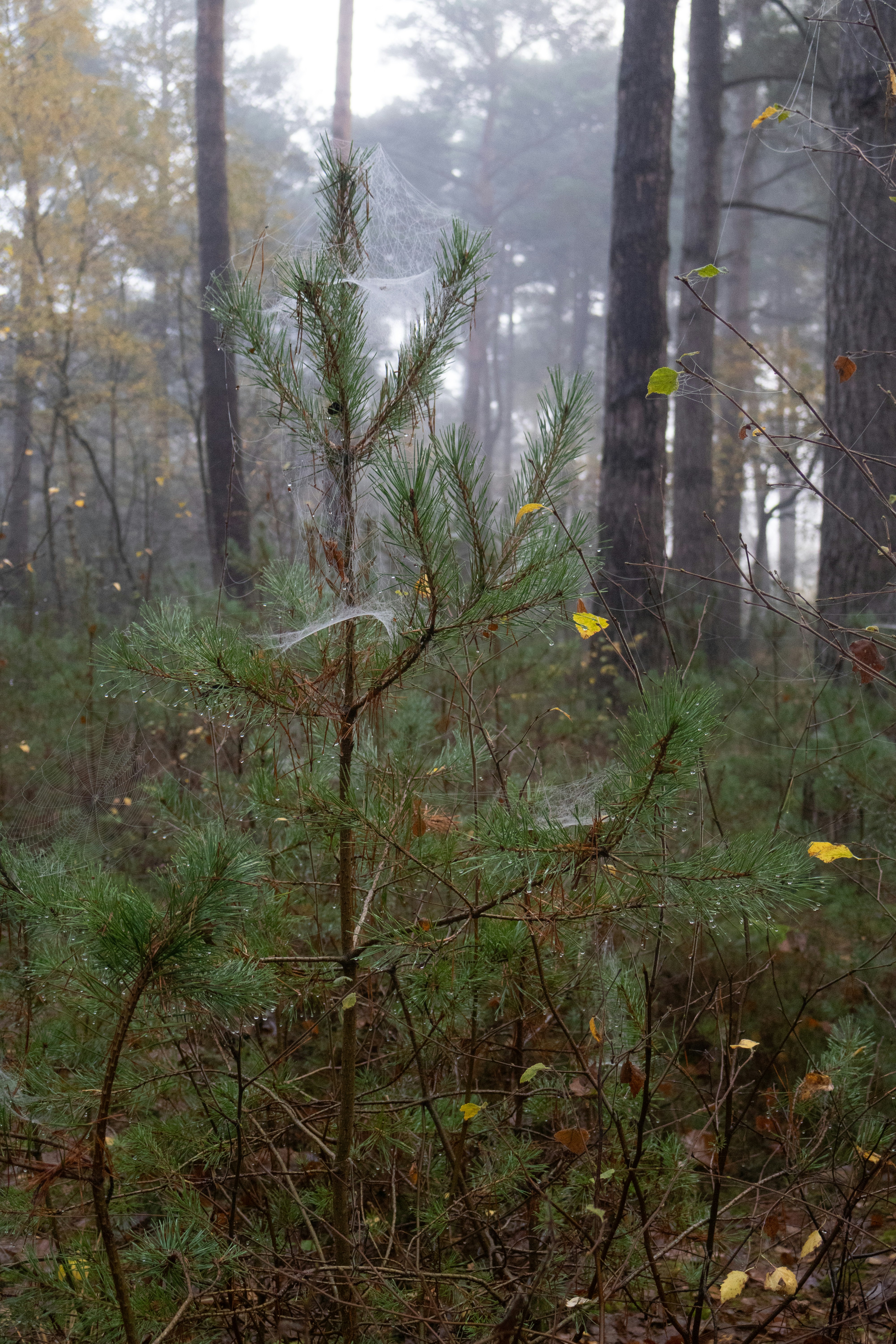 Mist-Whispered Webs Crown a Pine in a Quiet Forest