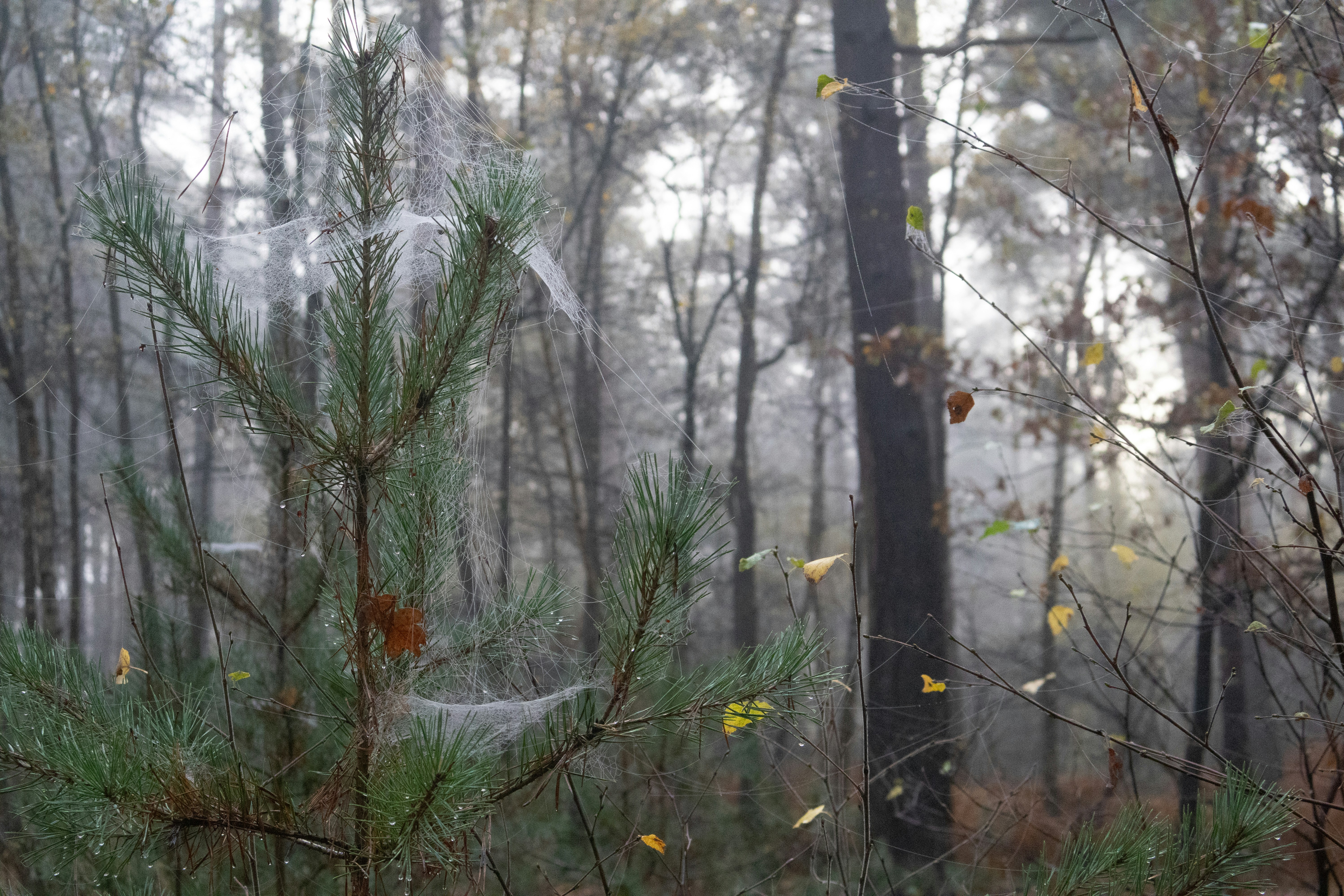 Misty Forest Veil: Spiderwebs Adrift in Early Fog