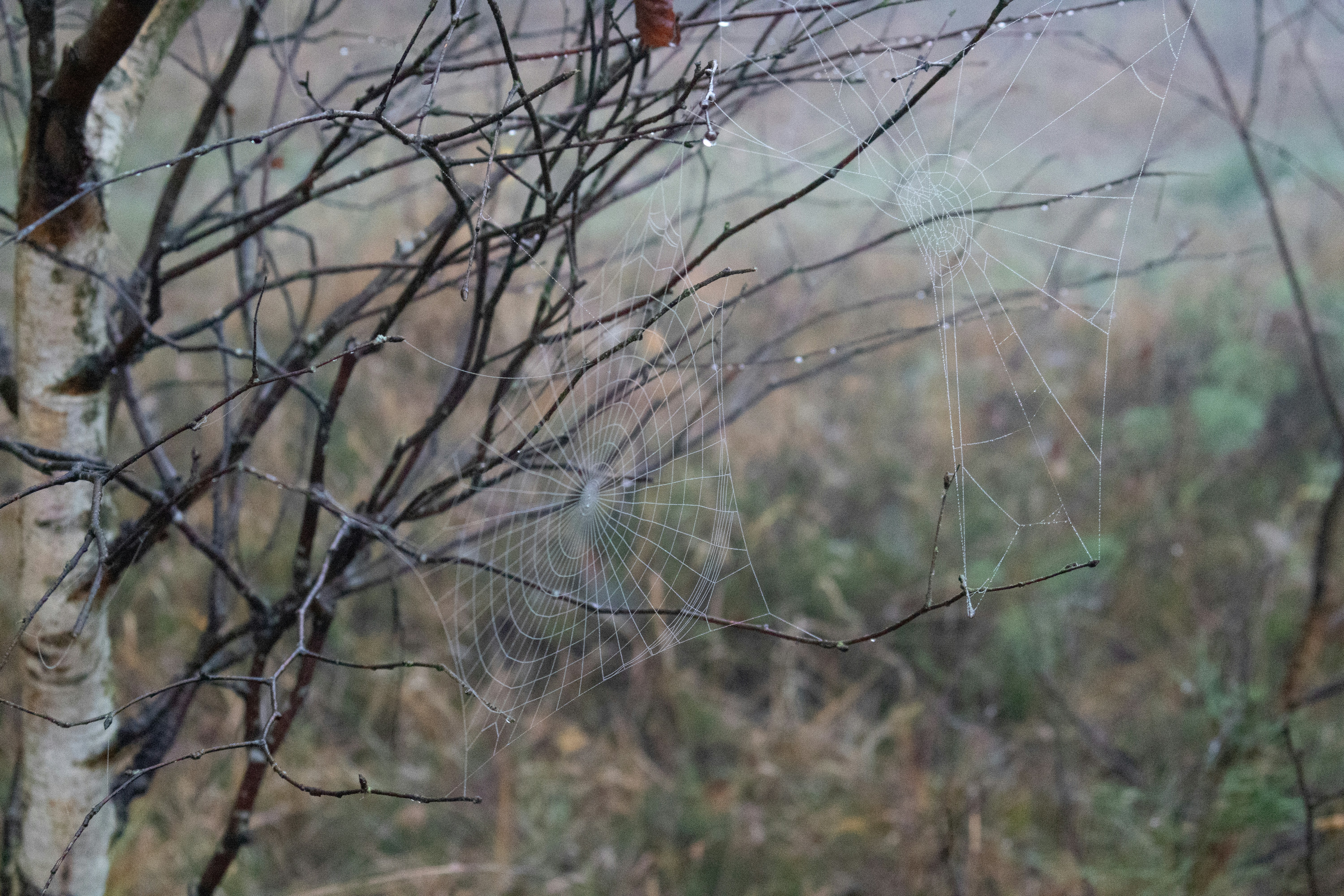 Dawn's Silk: A Dew-Sparkled Web Between Winter Branches