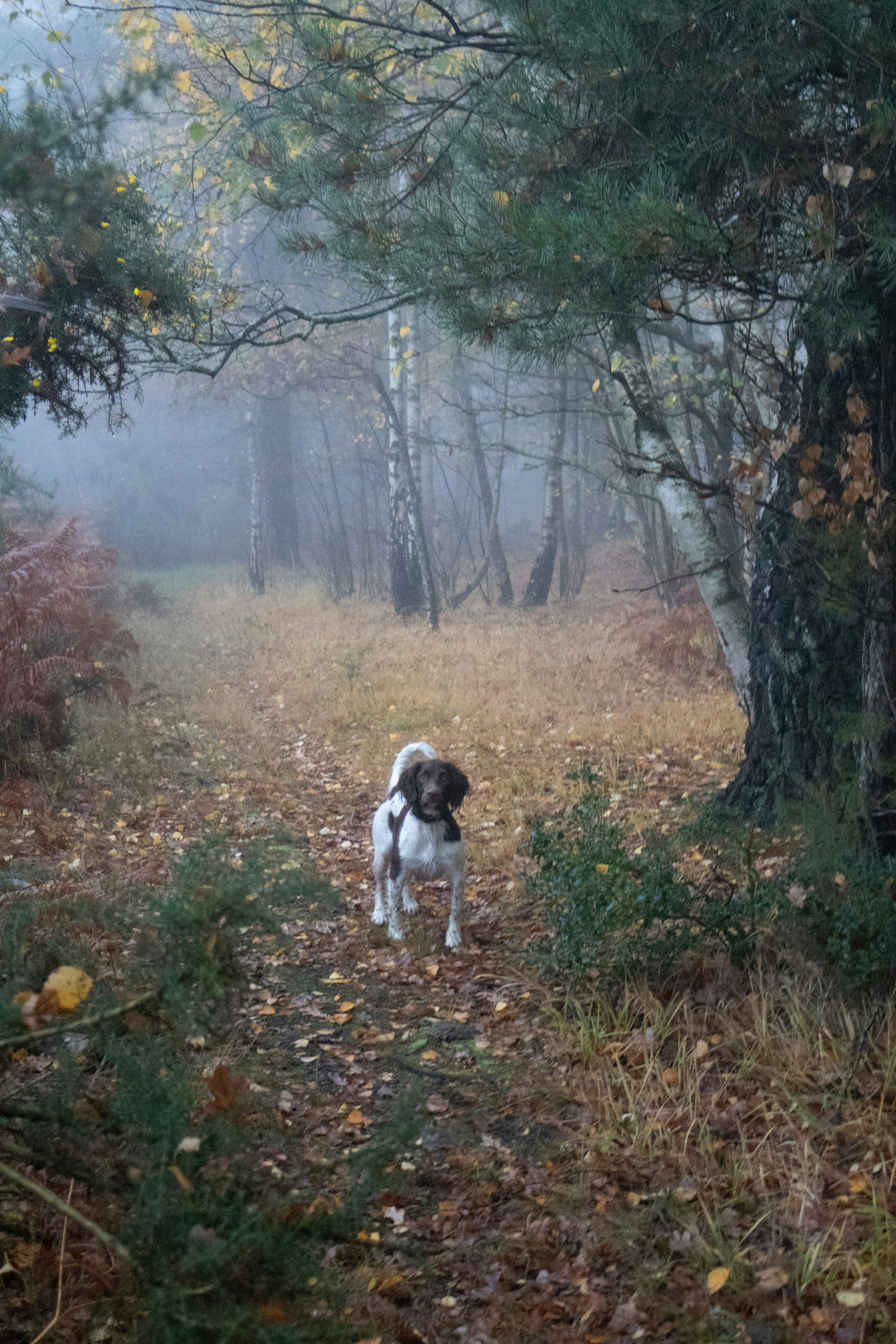 Mist-Lit Trail: A Spaniel Pauses on the Autumn Walk