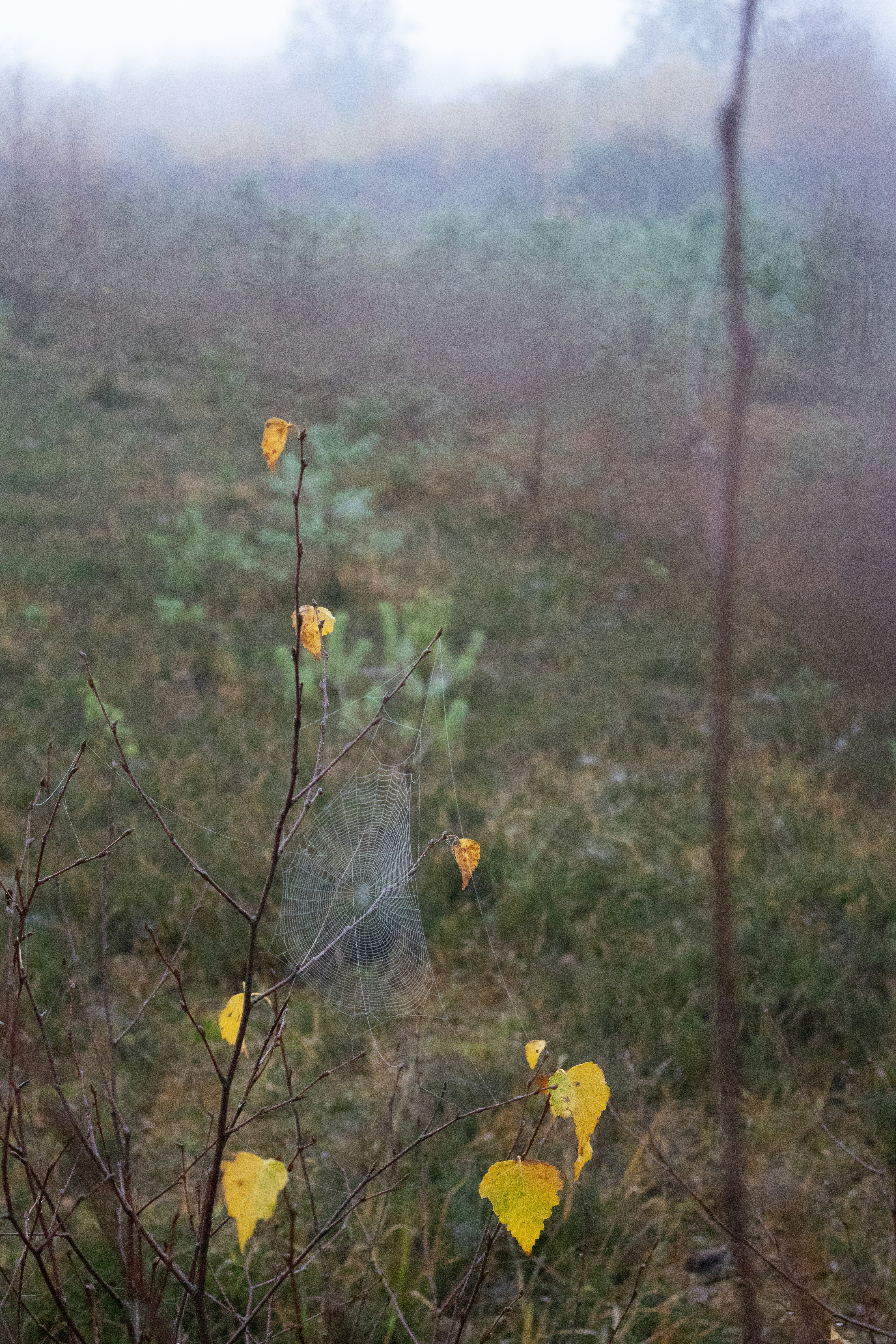 Spider Silk in the Mist: a delicate web on a twig in a fog-draped meadow