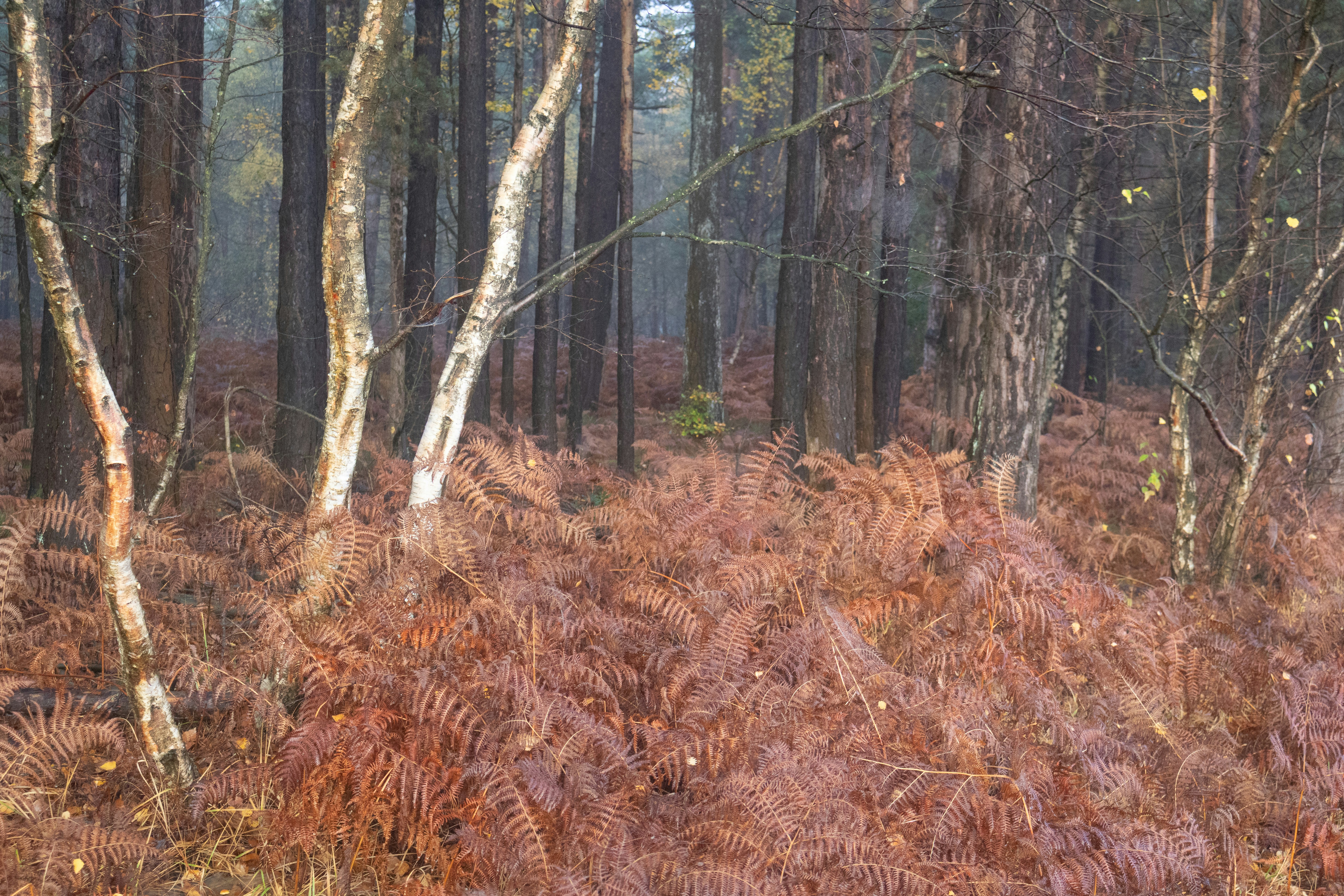 Amber Understory: Ferns Framing a Pine Forest Corridor