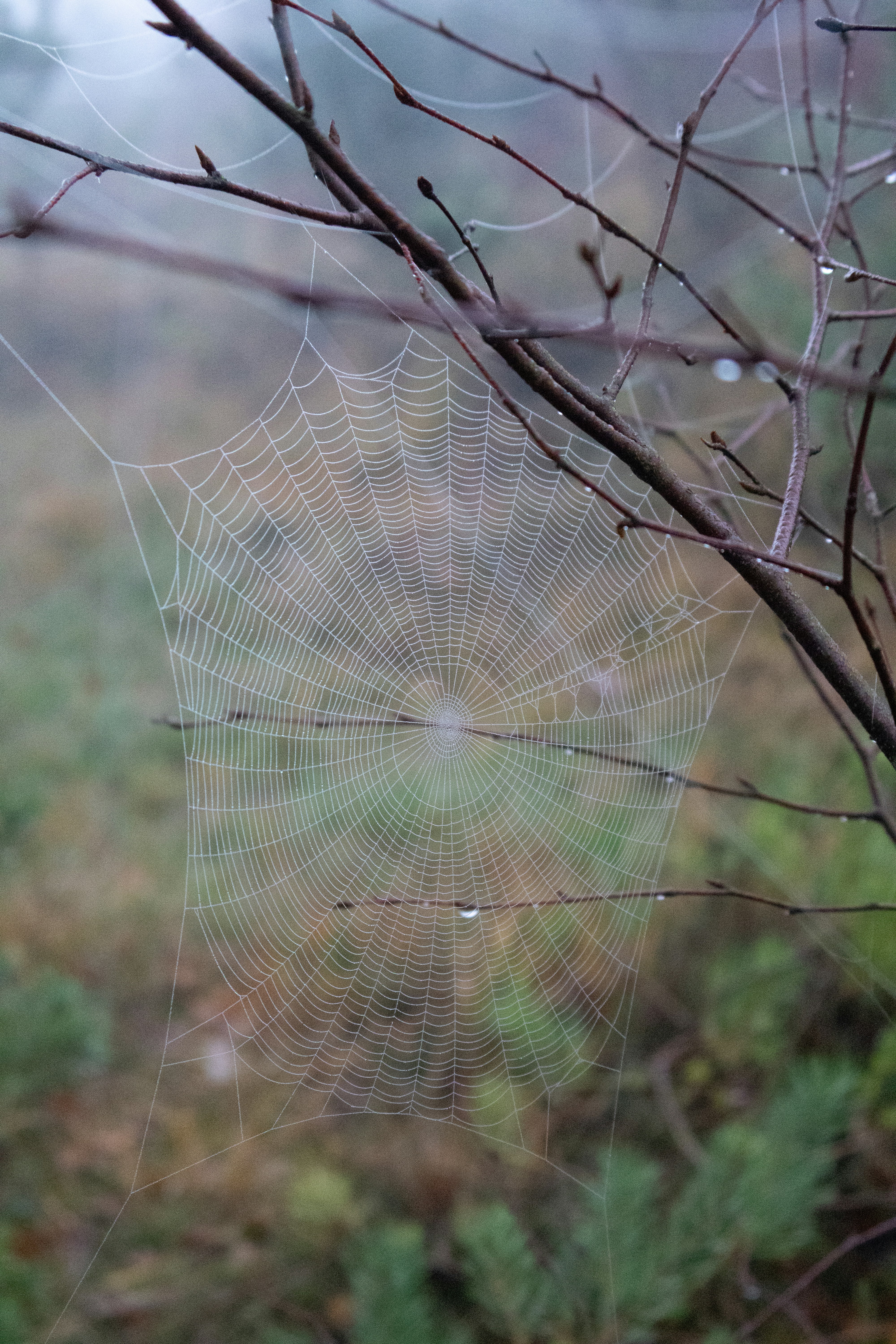 Dew-Laced Lattice: Spider Web Framed by Bare Branches at Dawn
