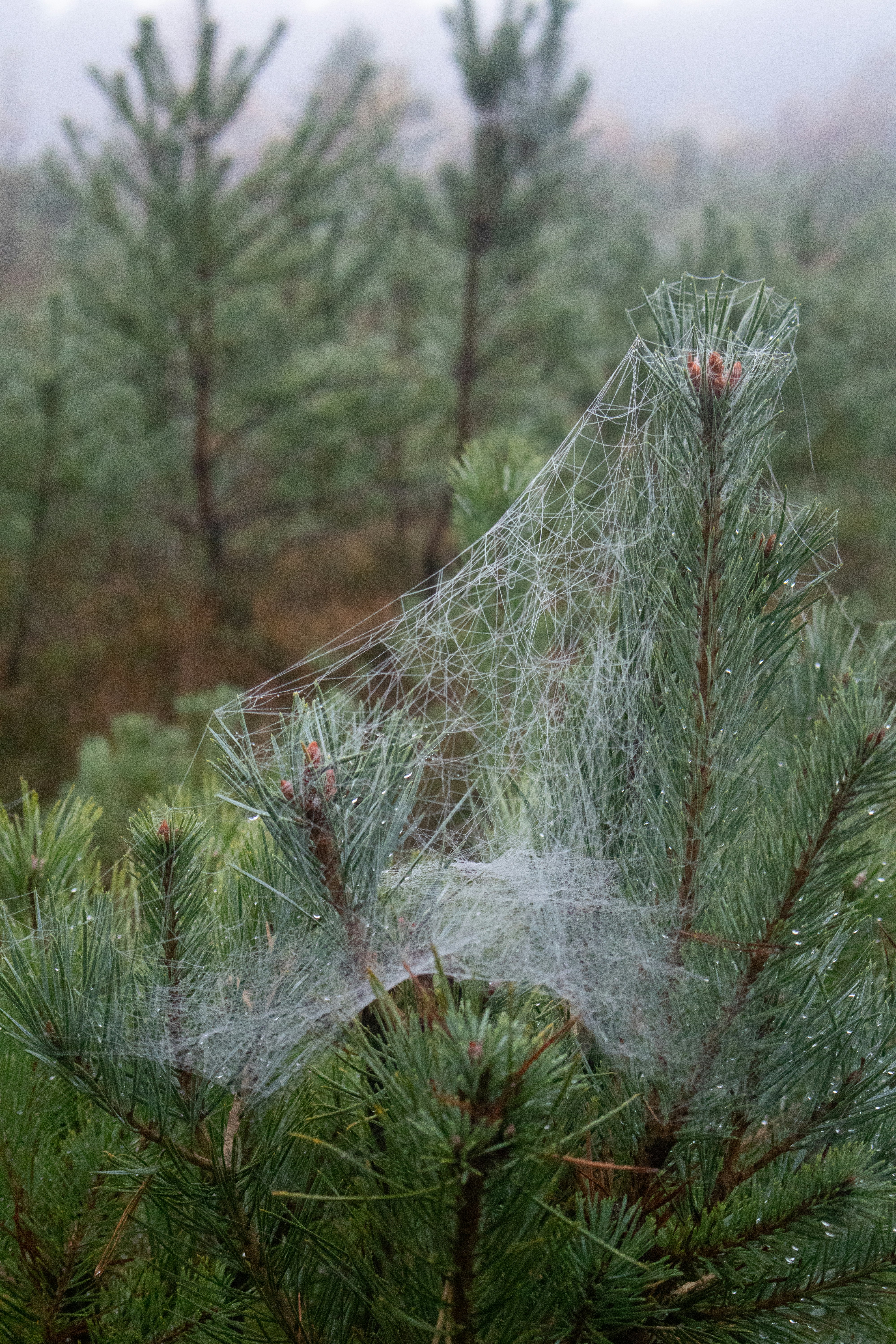 Whispers of Silk Across Pine Needles in Dawn Mist