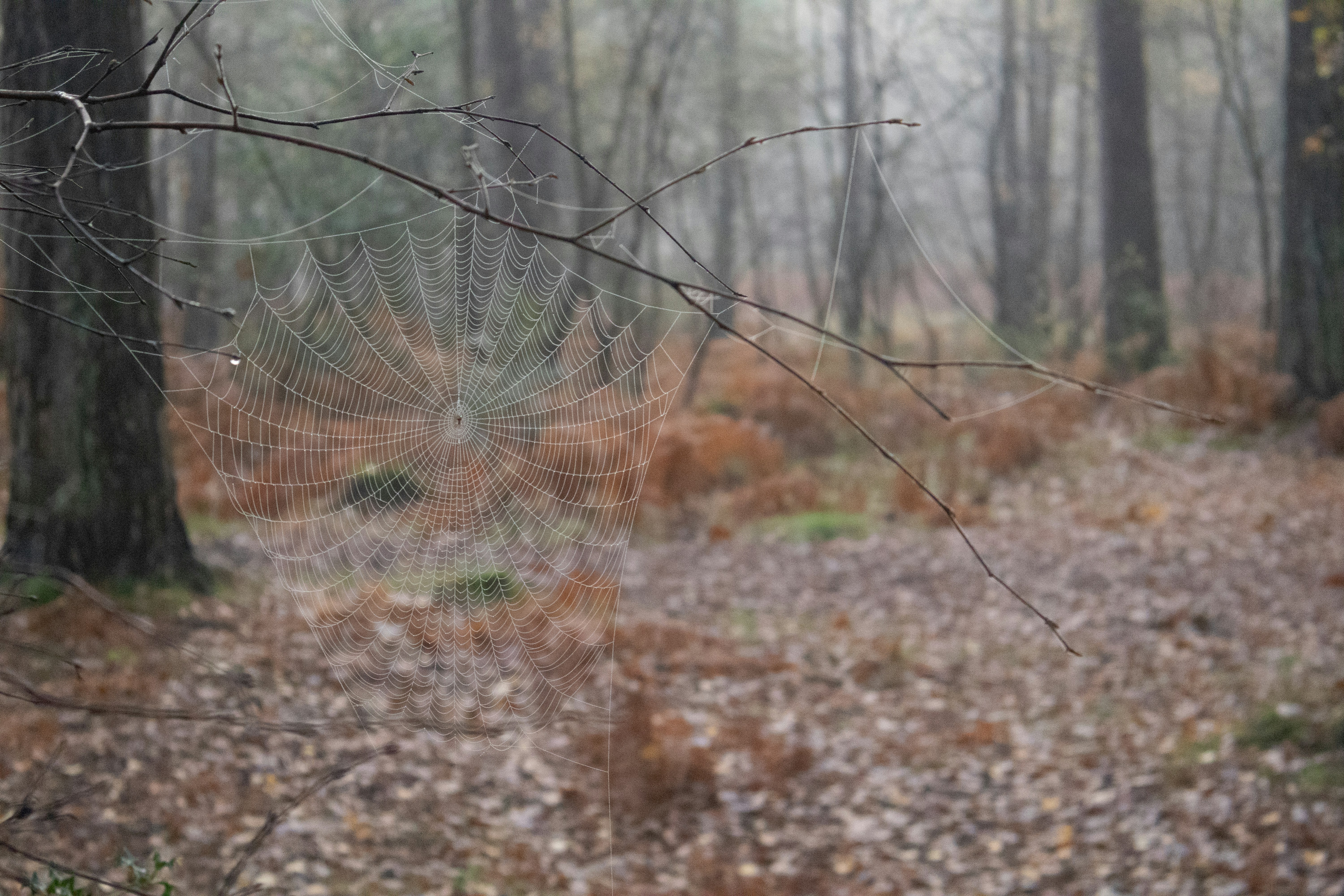 Silken Center: A Morning Spider's Web in a Quiet Forest