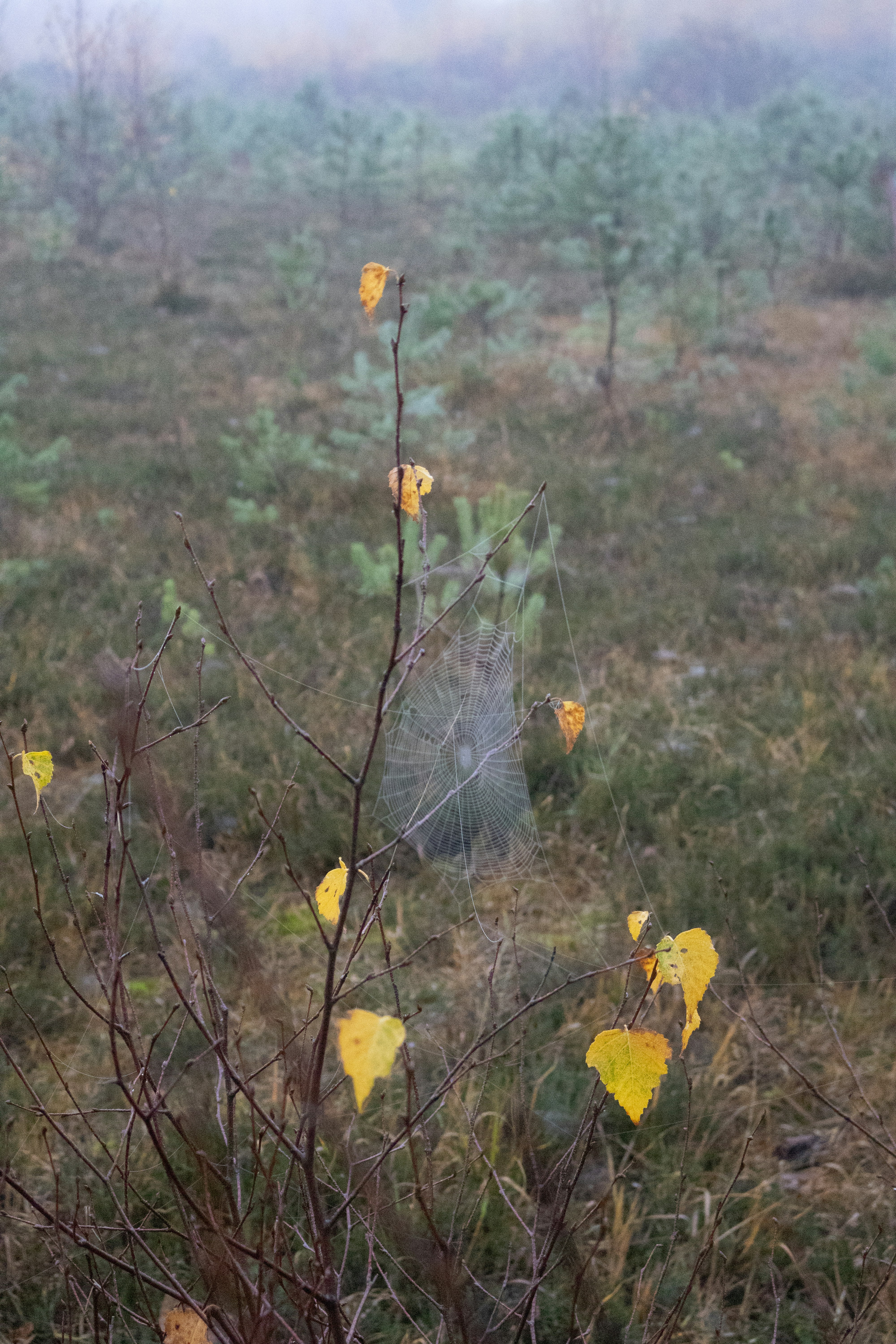 Silken Web in a Misty Meadow: A Quiet Autumn Moment