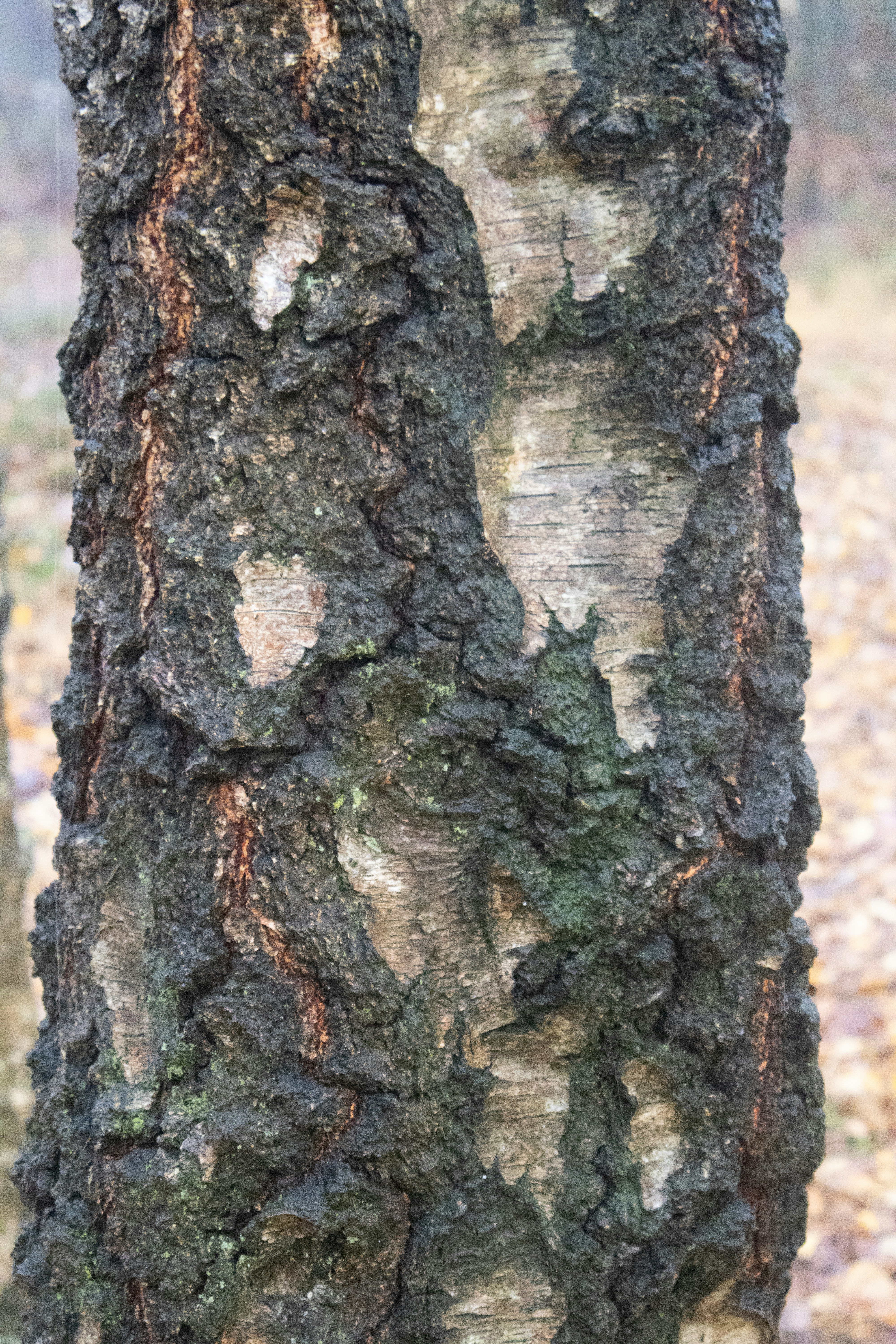 Photo by Tanya Barrow with Canon EOS R50