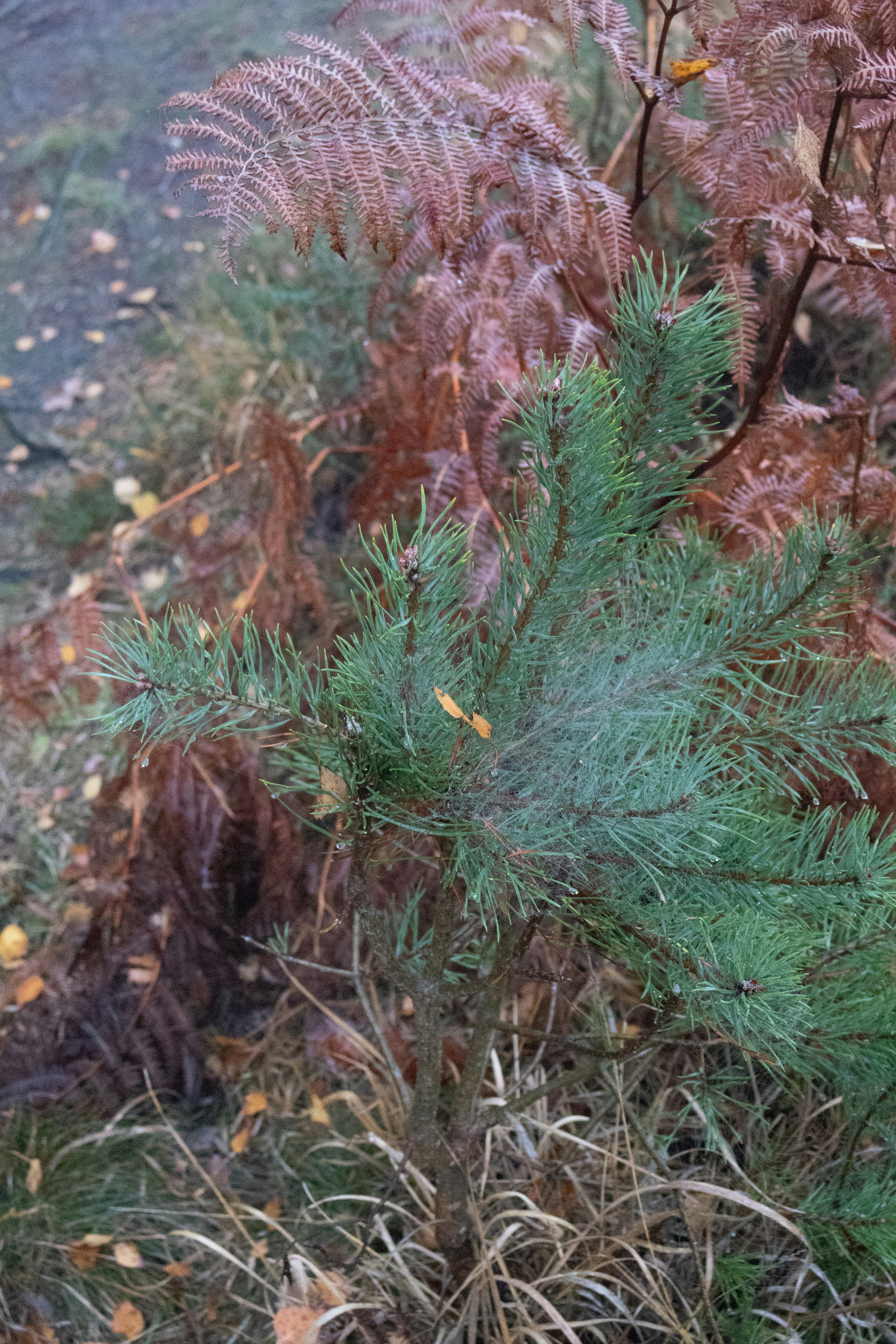 Emerald Pine Fronds Amid Autumn Ferns
