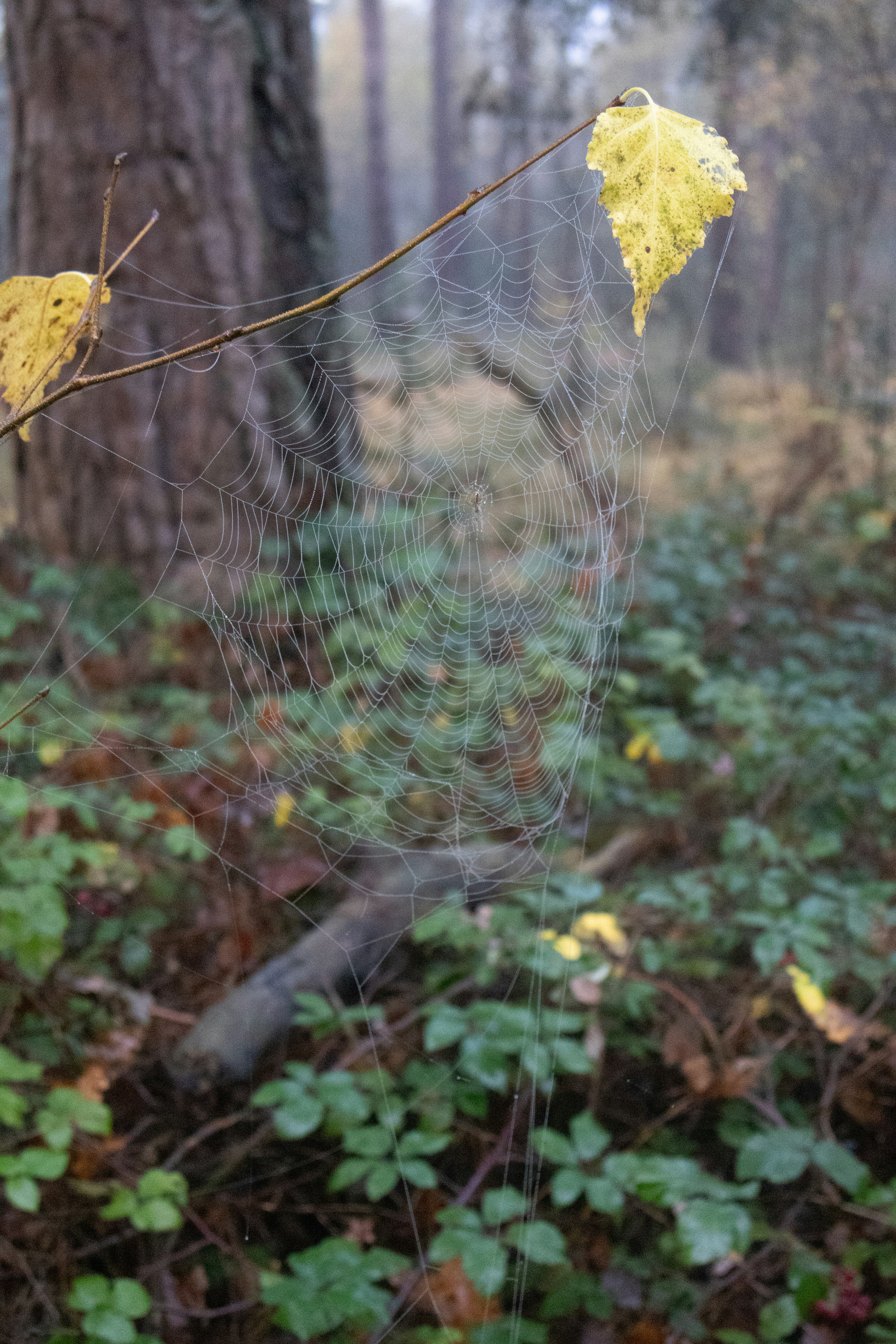 Orb of Silk in a Mossy Forest