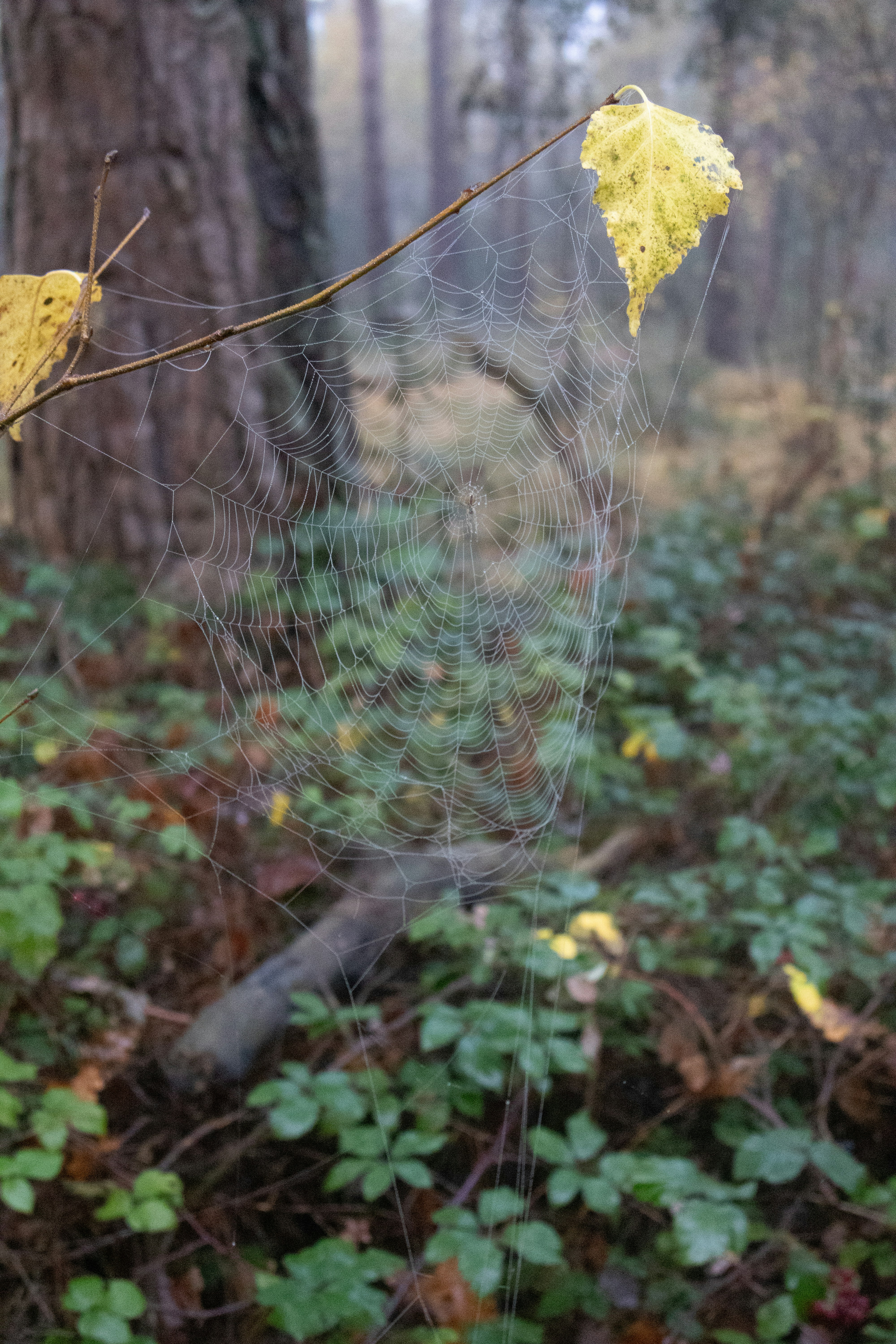 Centerfold Silk: A Delicate Spider Web in Autumn's Quiet Forest