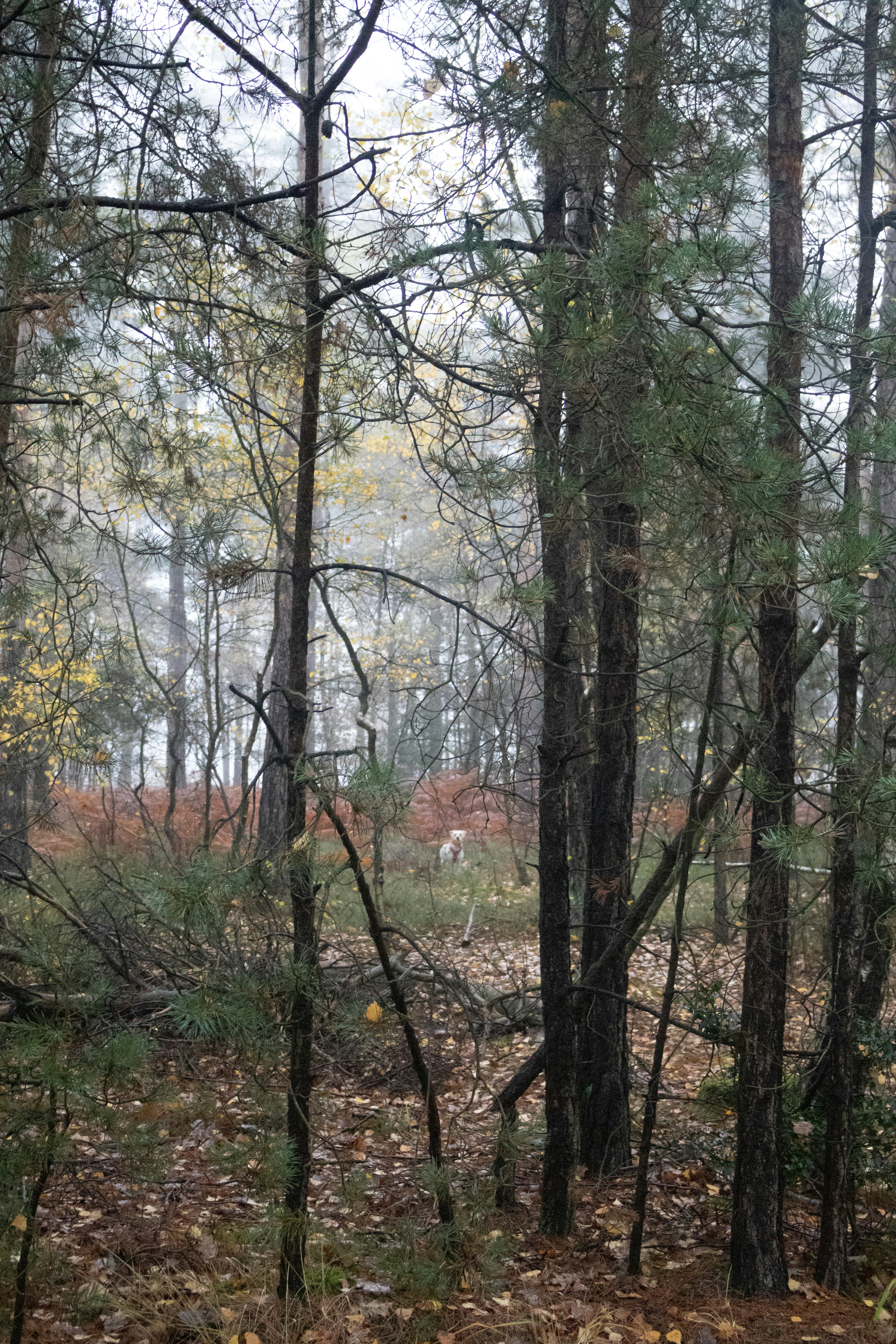 Photo by Tanya Barrow with Canon EOS R50