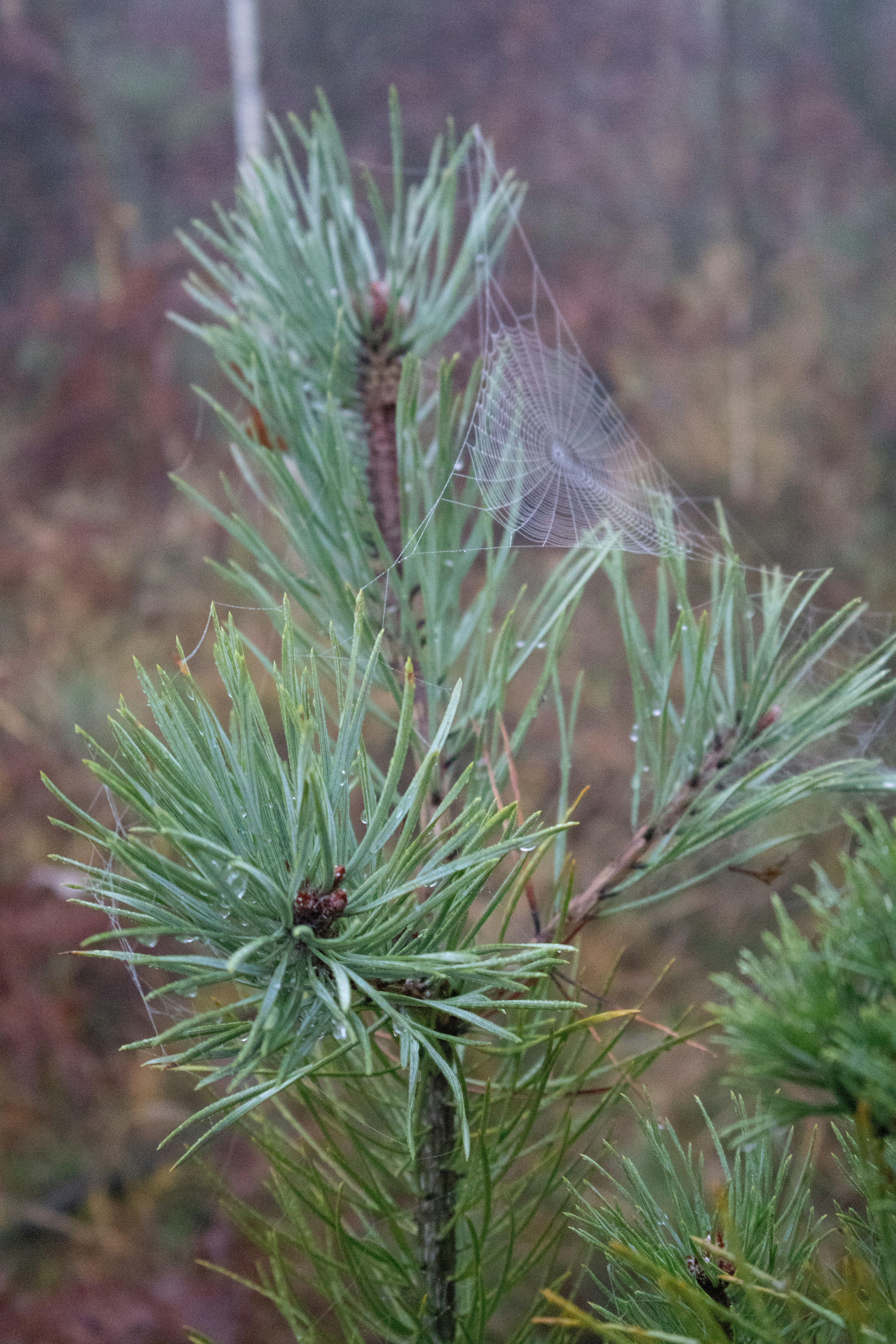 Gossamer Among Pines: a web threaded through pine needles