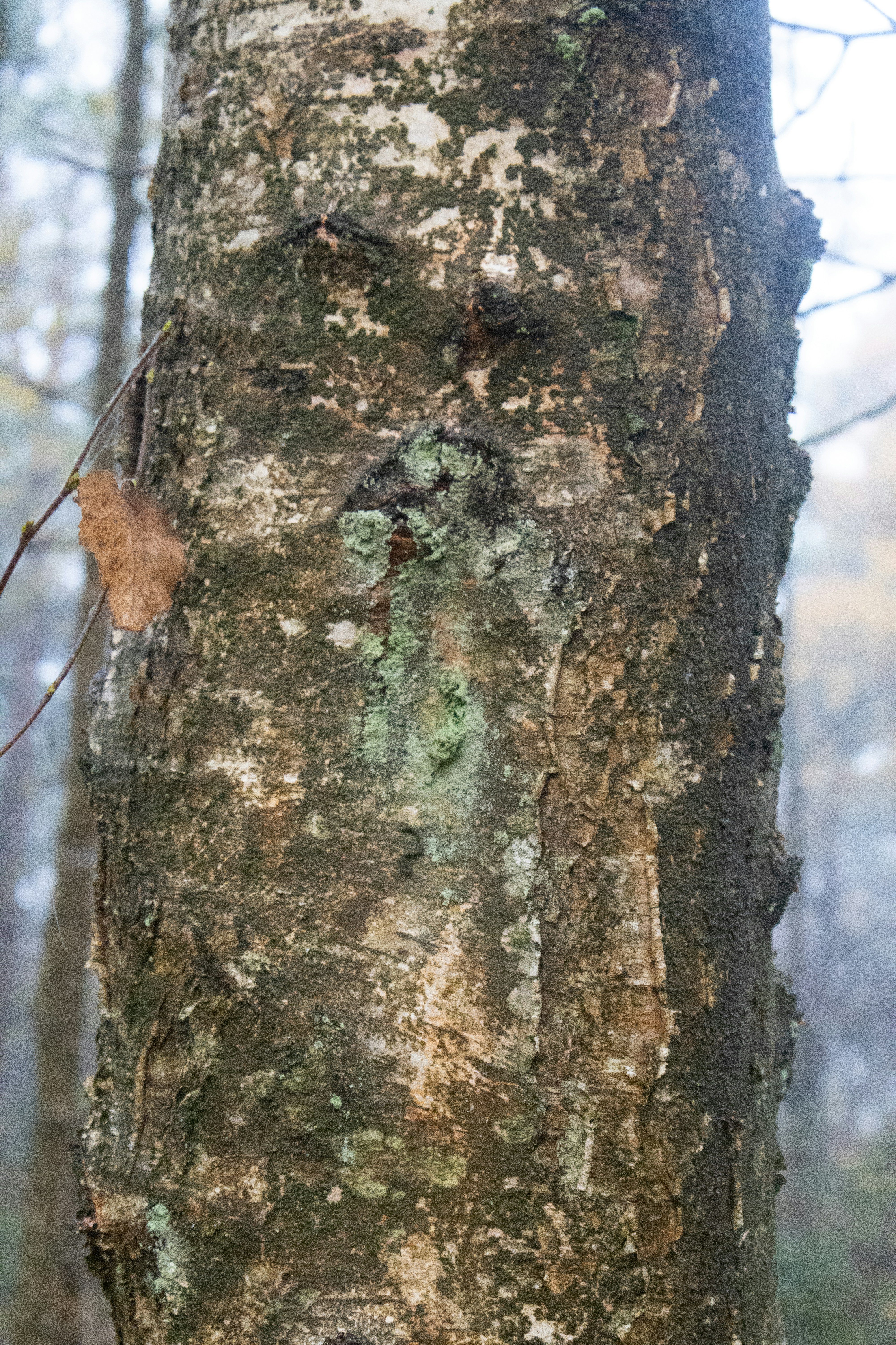 Lichen Glyphs on a Weathered Trunk