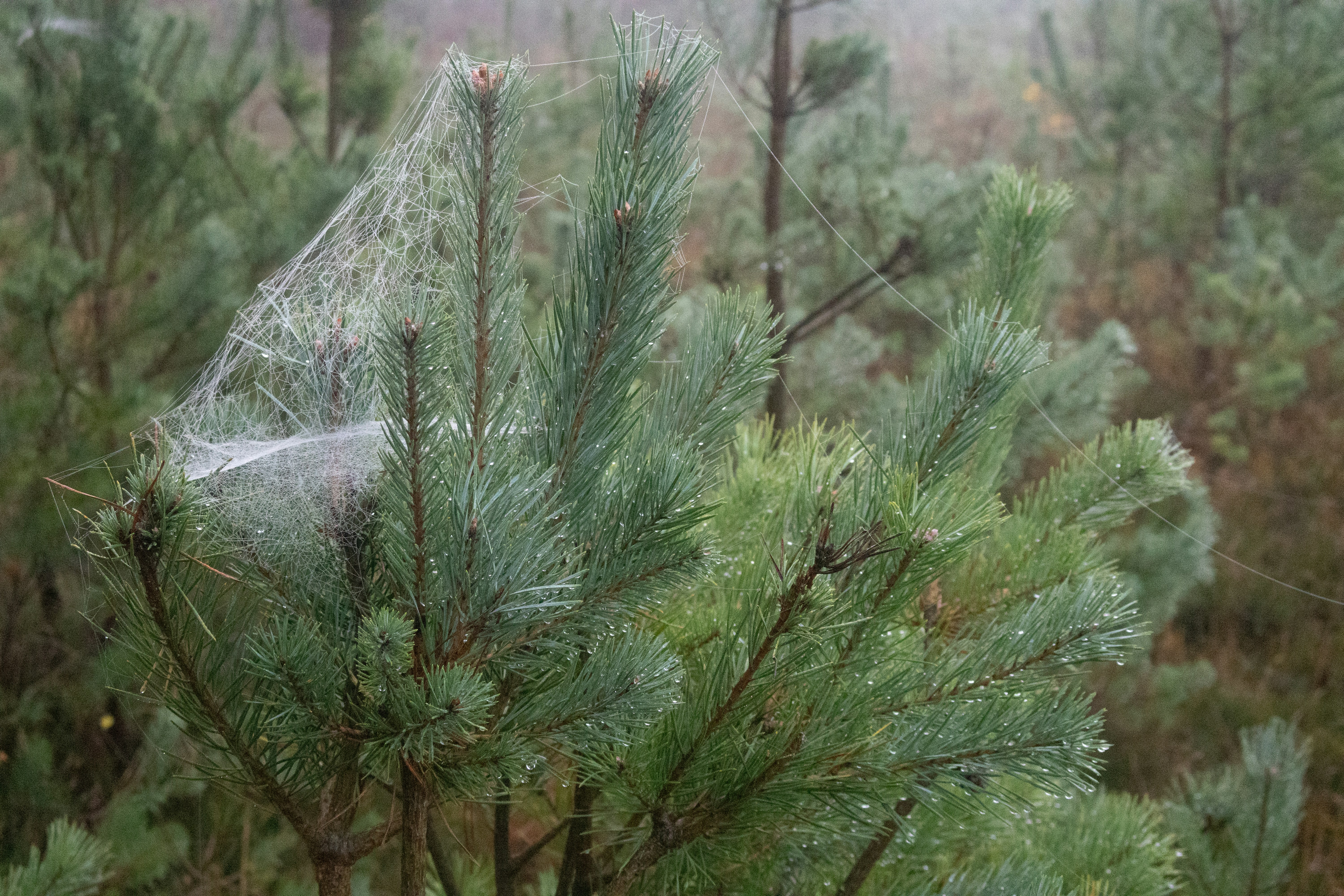 Dew-Kissed Silk Between Pine Needles
