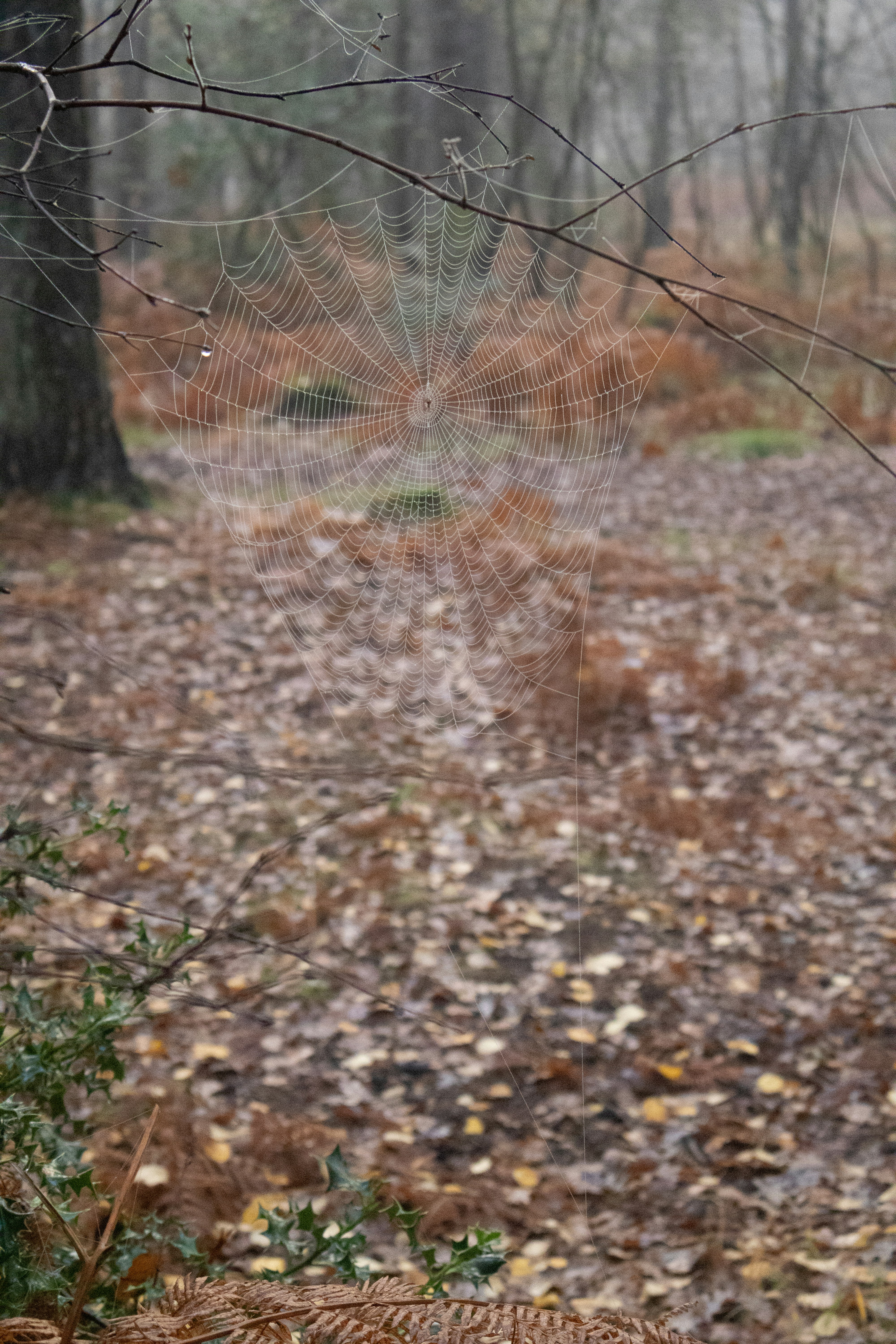 Autumn Web: a delicate circular spider lattice suspended in a leaf-strewn clearing
