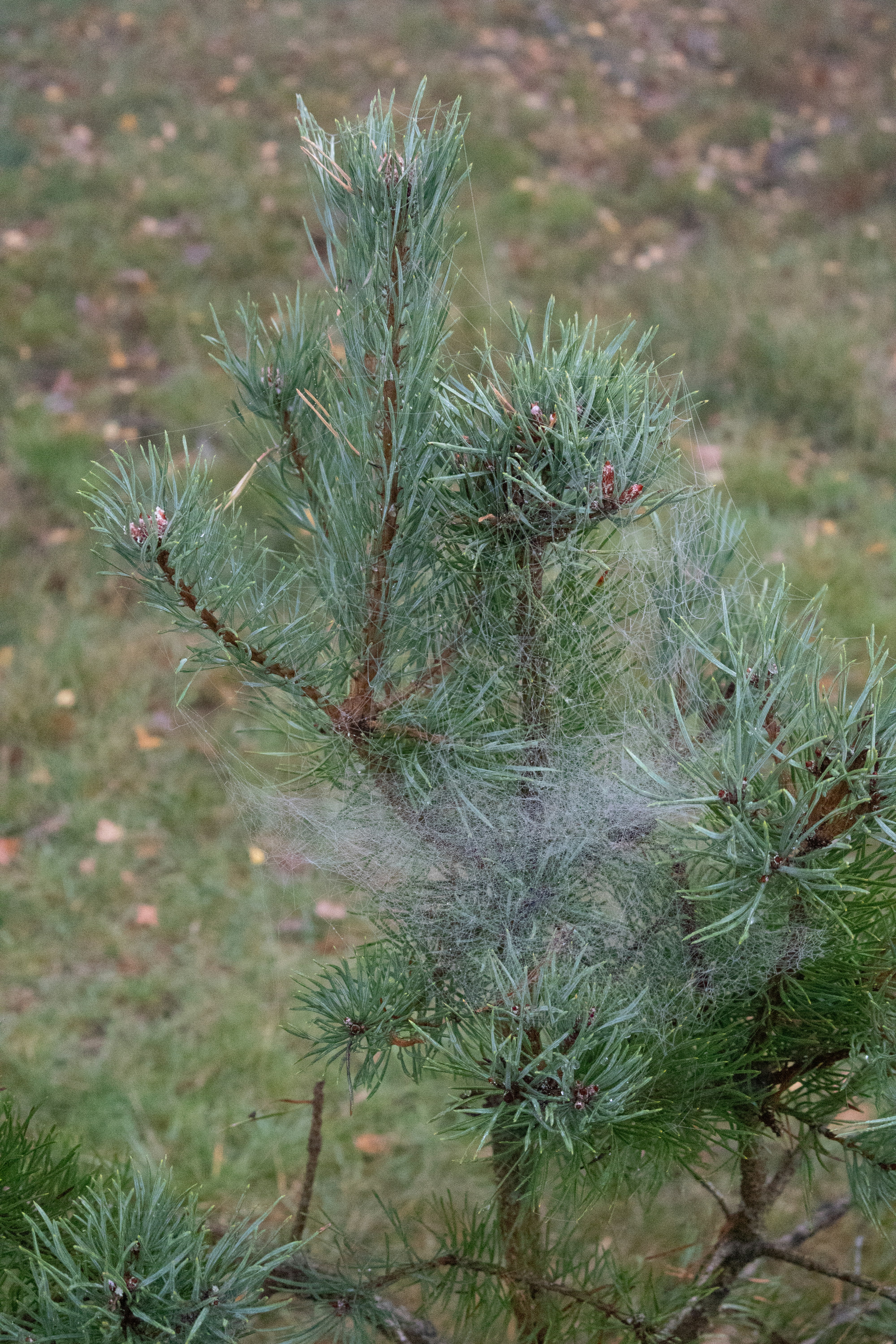Gossamer Veil on a Pine Sprig amid a Quiet Park