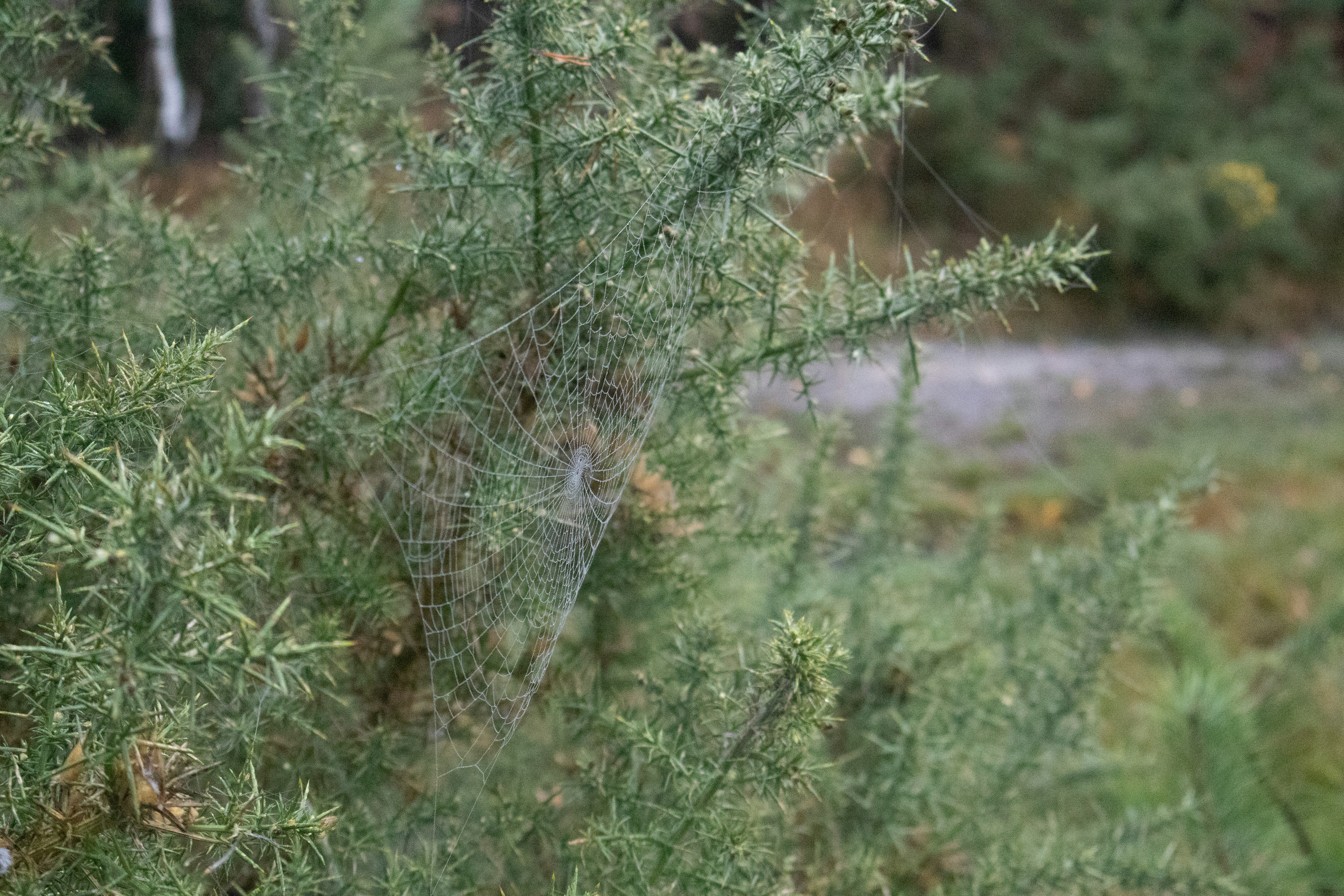 Entangled Mesh in Evergreen Brambles