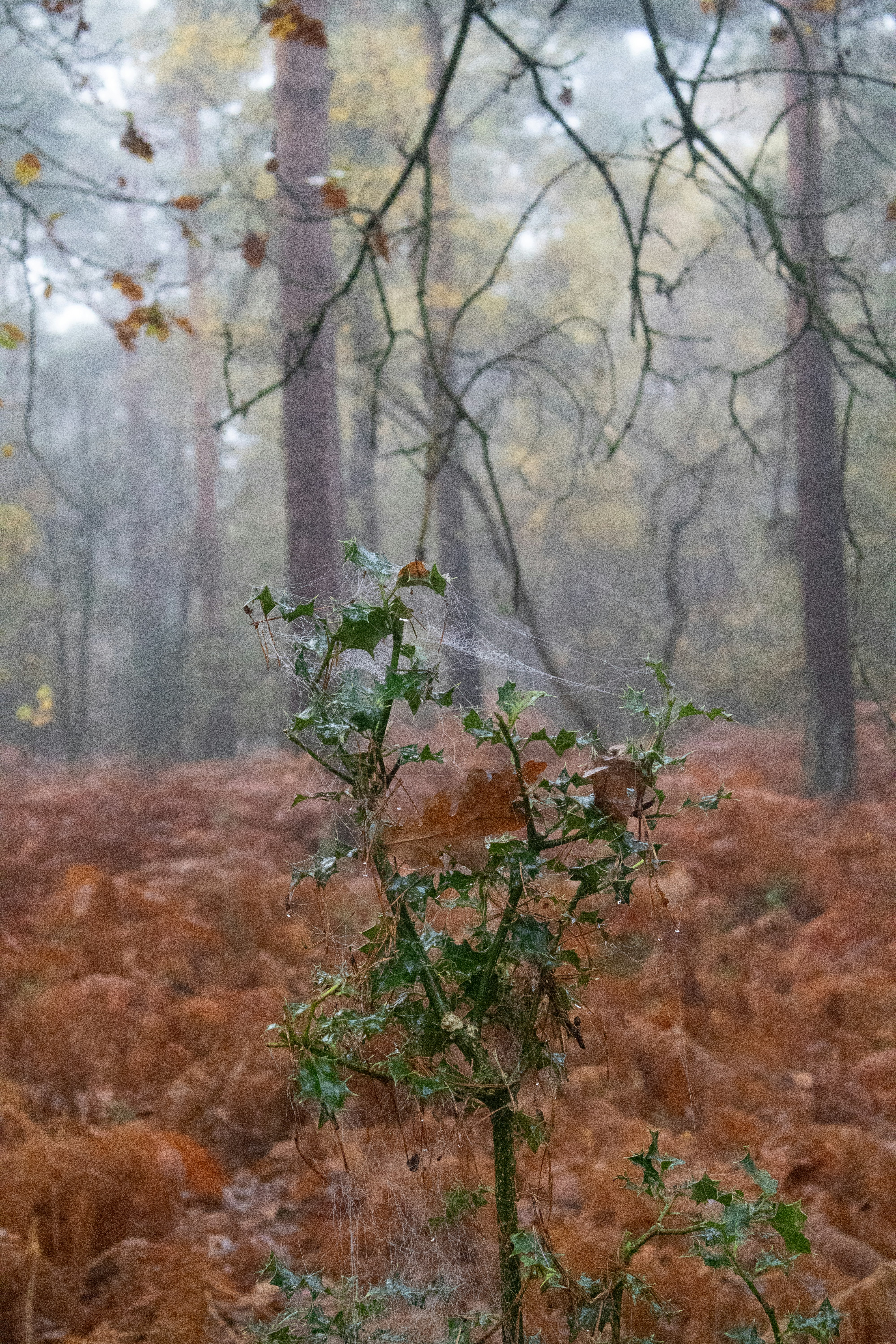 Ivy and Silk: Spiderweb Portrait in a Misty Autumn Forest