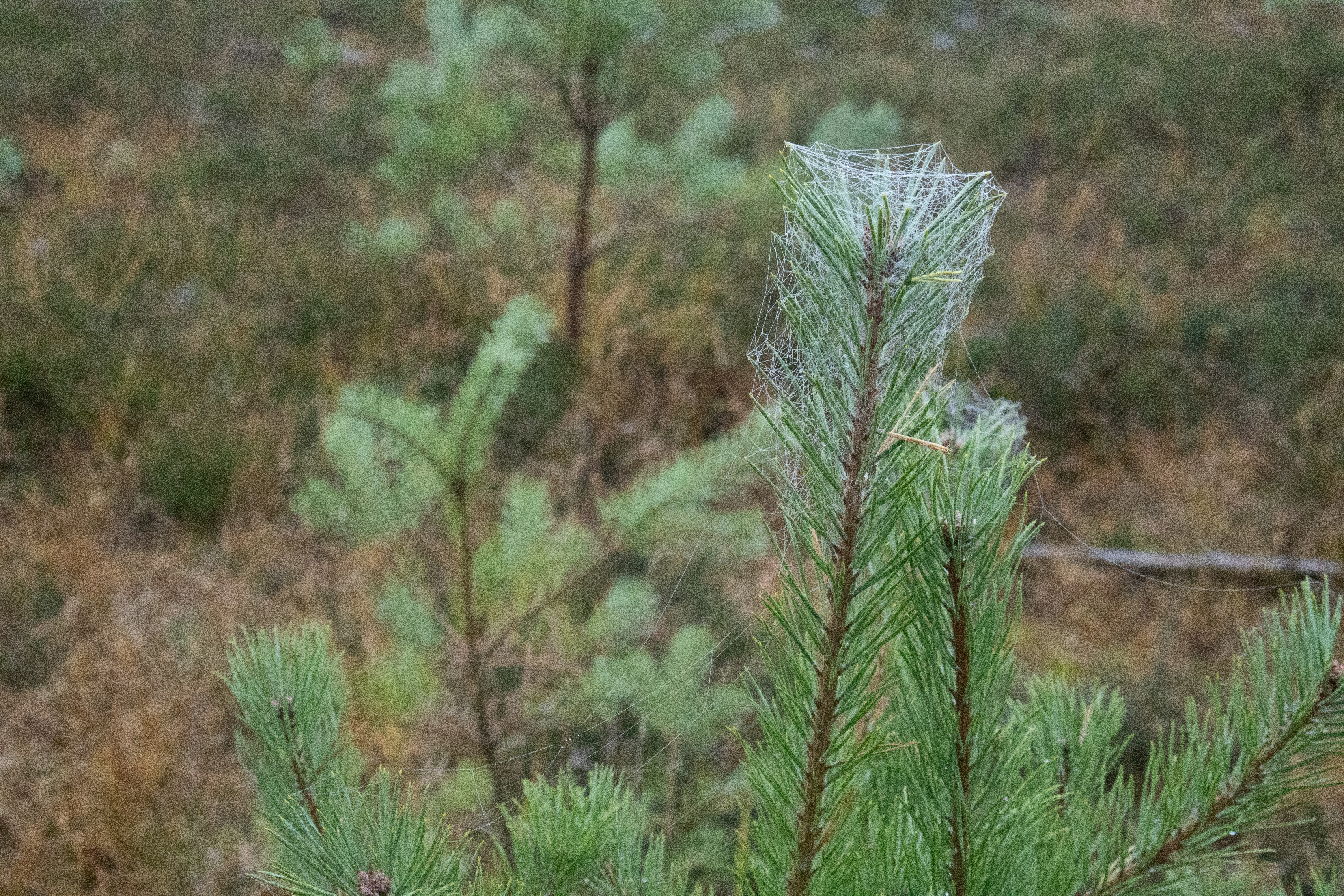 Dew-Laced Web on a Pine Needle in a Quiet Understory