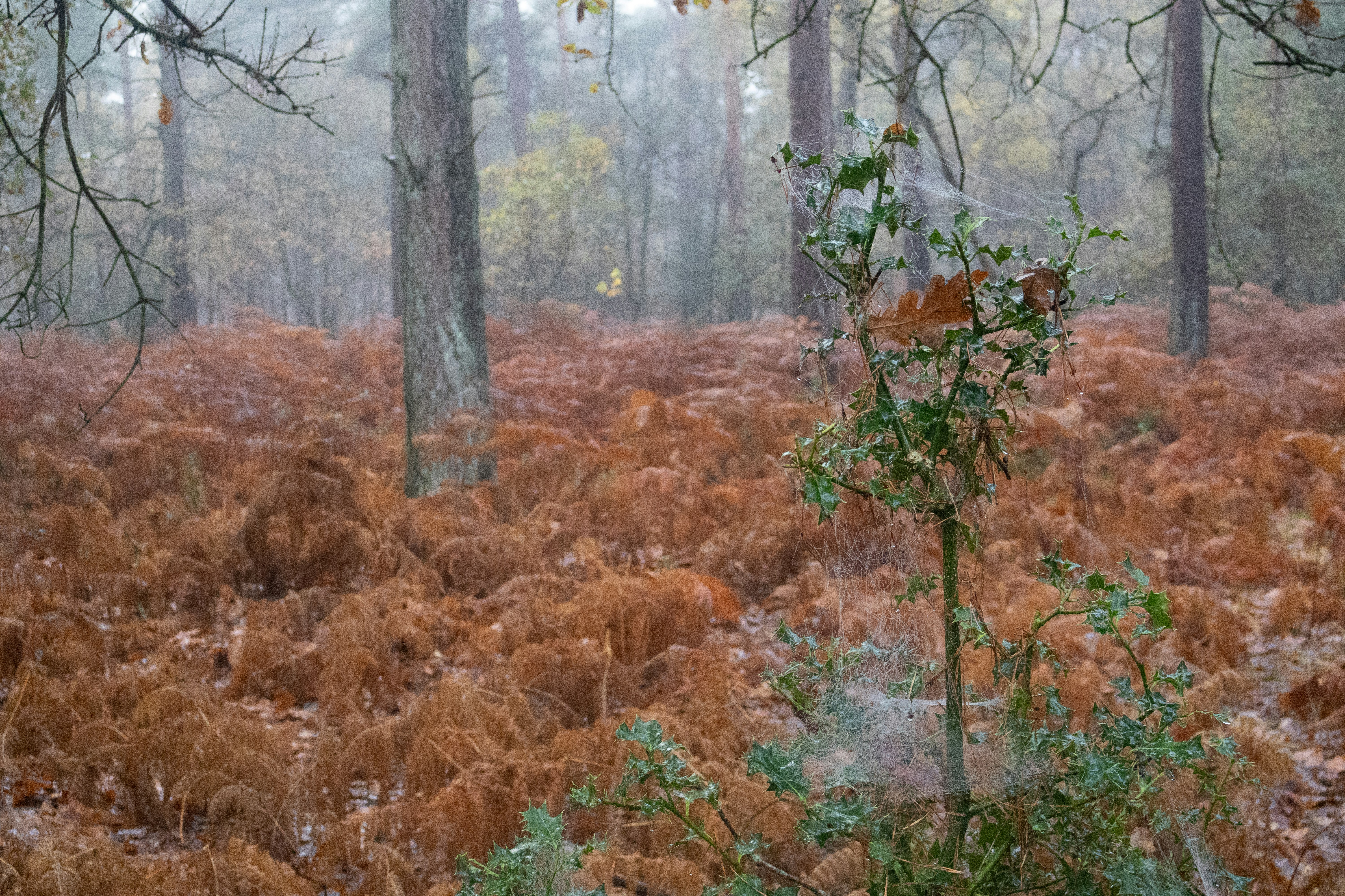 Emerald Sprout Amid Ember Ferns in a Misty Woodland