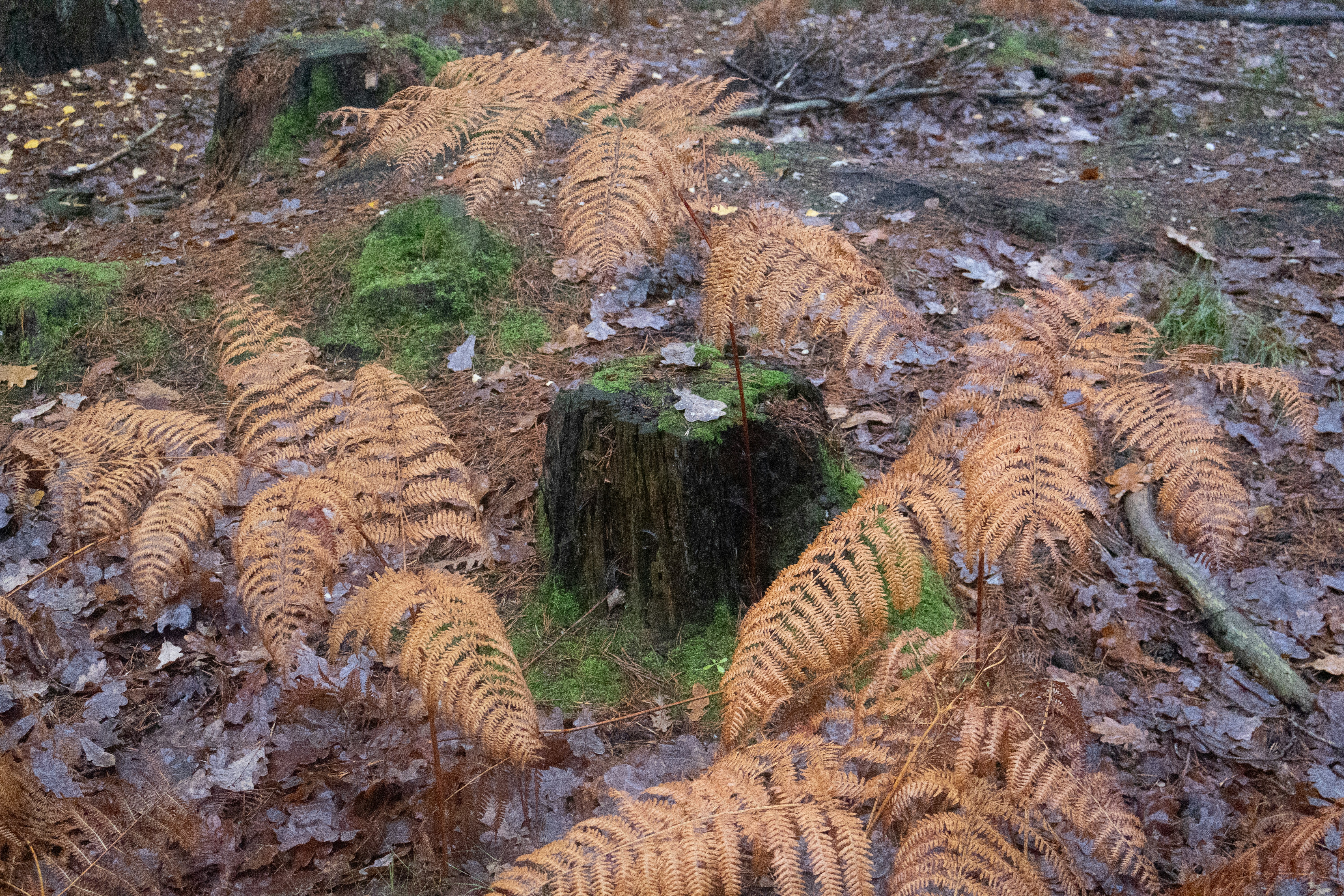 Center Stump Among Rusty Ferns in a Damp Autumn Forest
