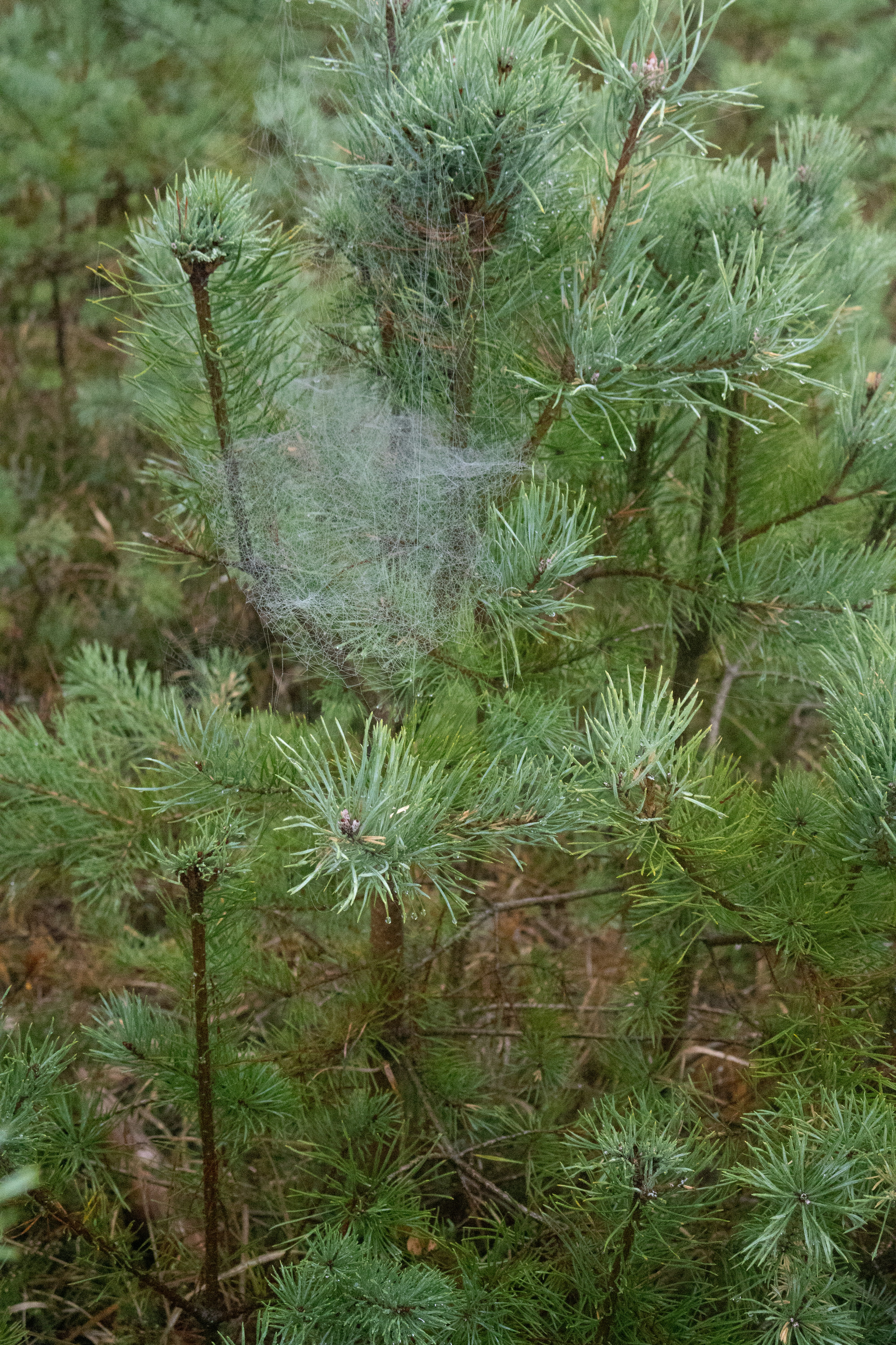 Silken Veil Between Pine Needles