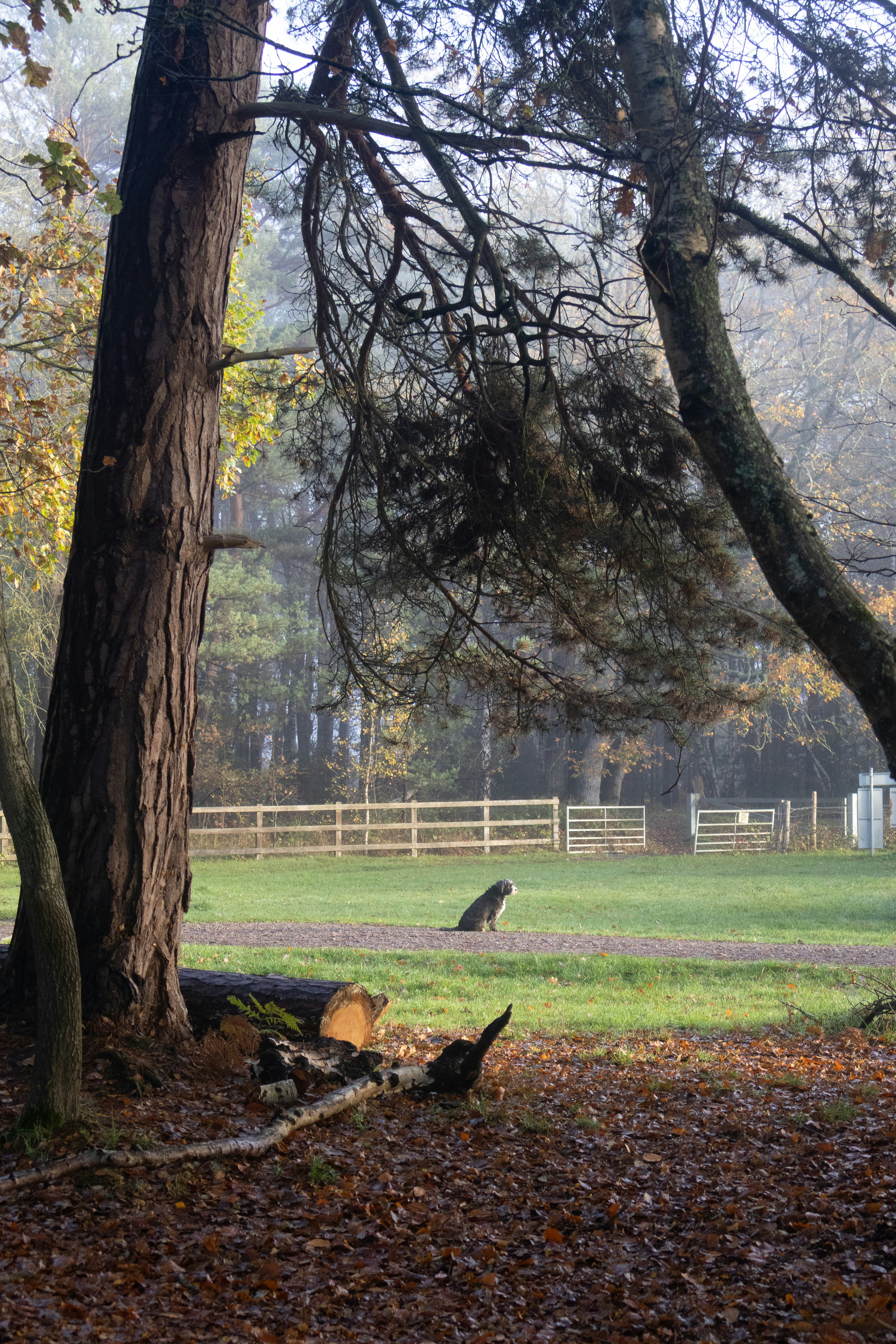 Autumn Sentinel: a solitary dog in a sun-dappled park
