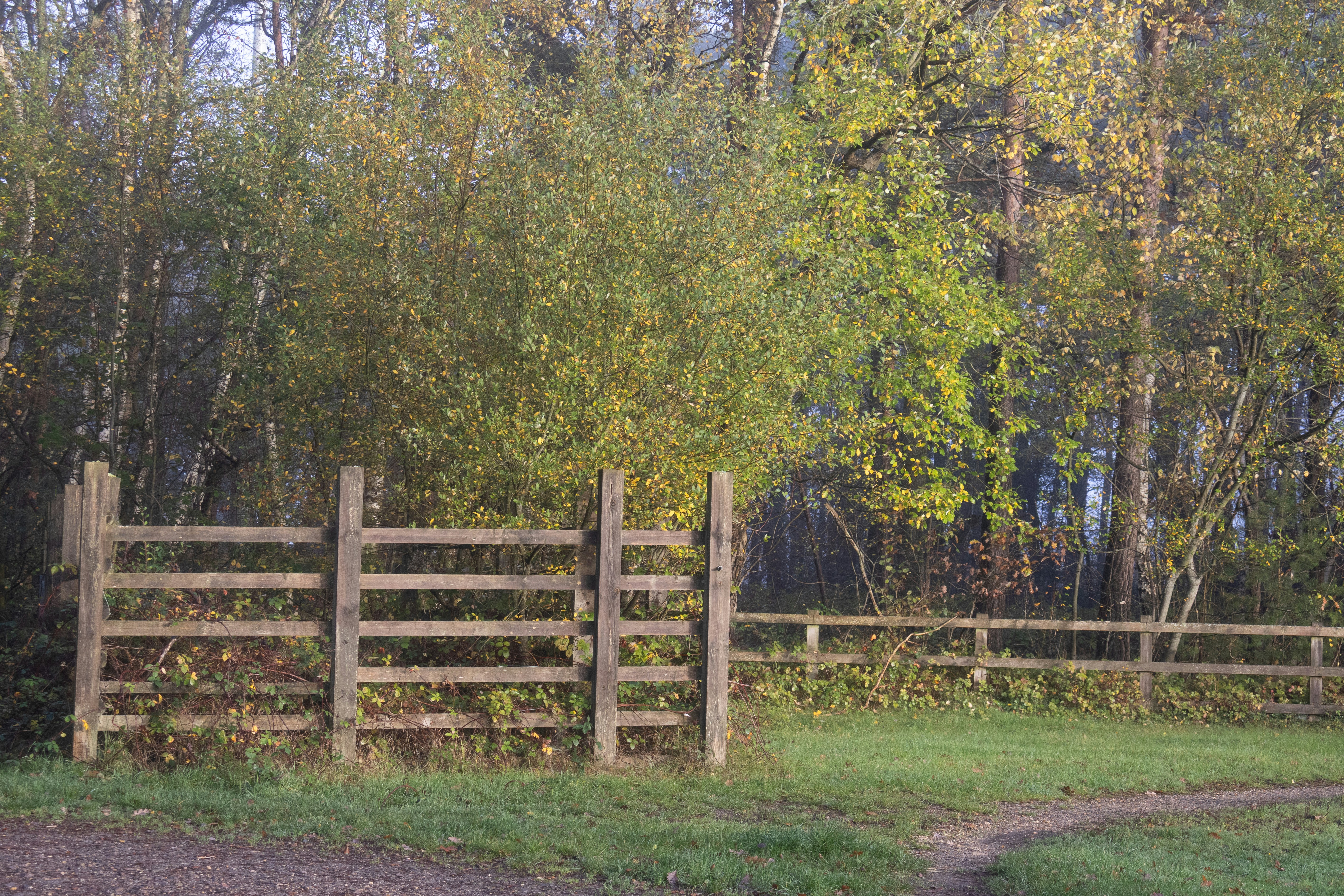 Amber Light on a Weathered Fenceline