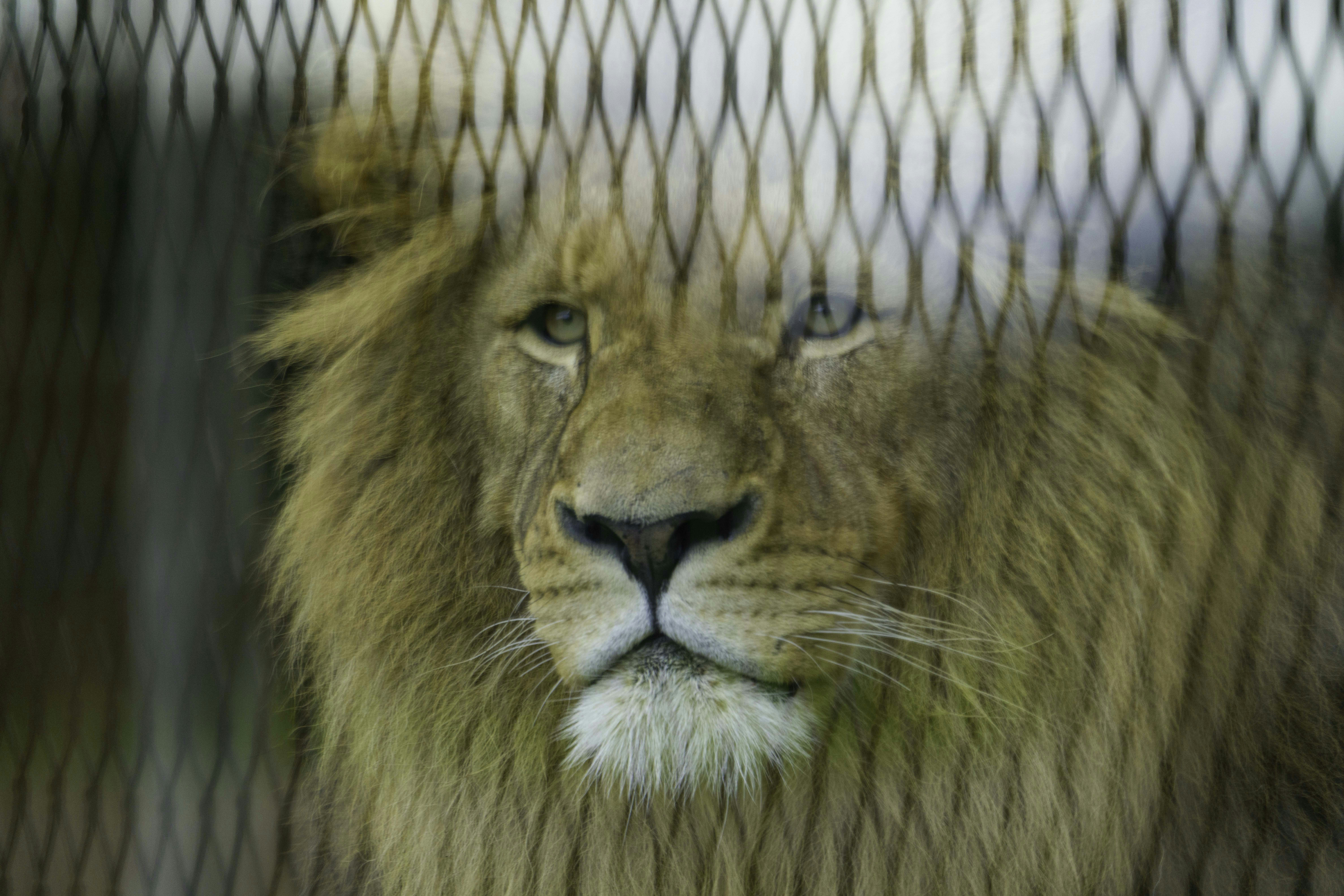 Gaze Through the Mesh: A Lion’s Quiet Stare