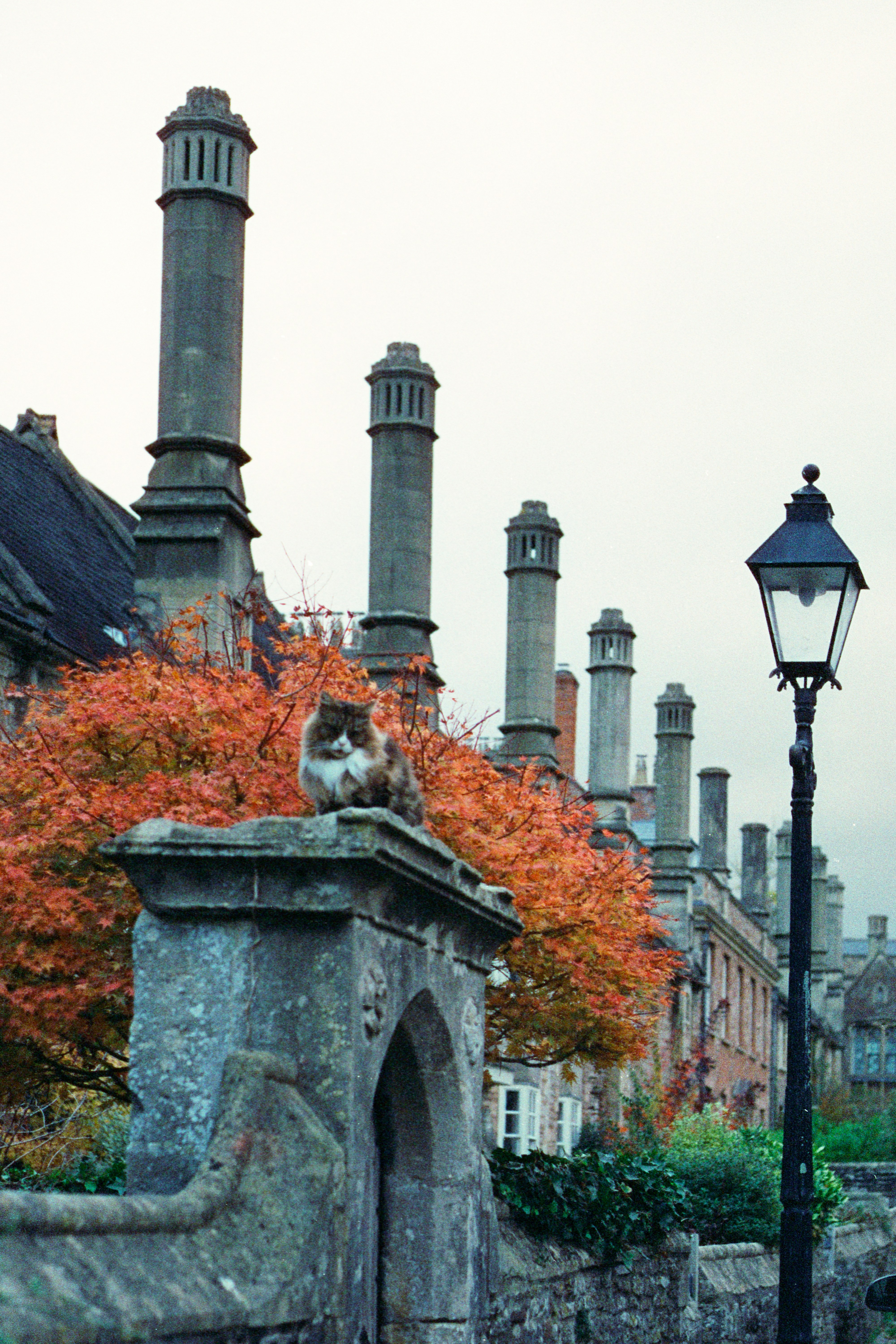 Cat Sentinel on a Stone Balcony Under Autumn Chimneys