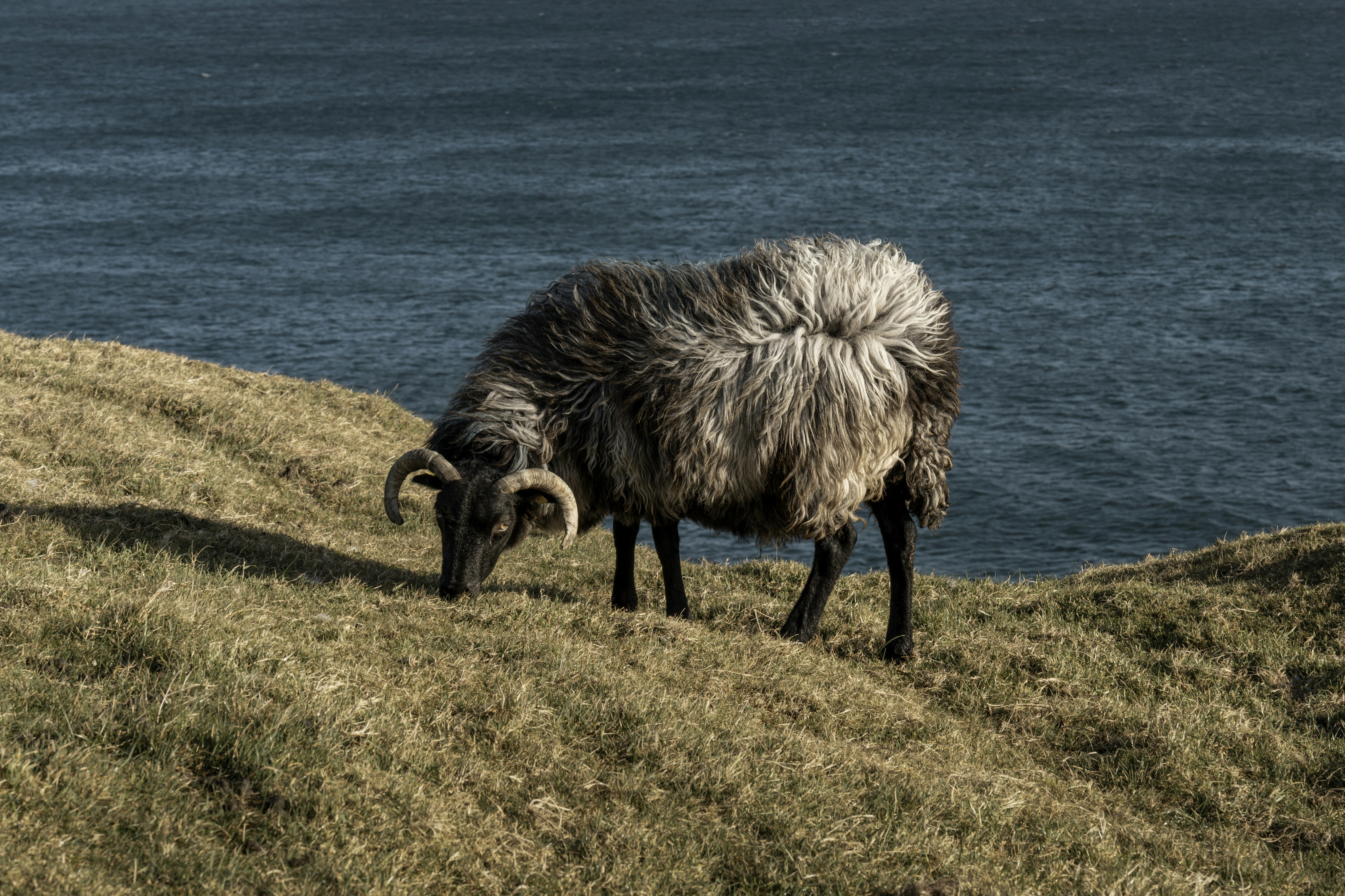 Woolly Sentinel on a Cliffside Pasture by the Sea
