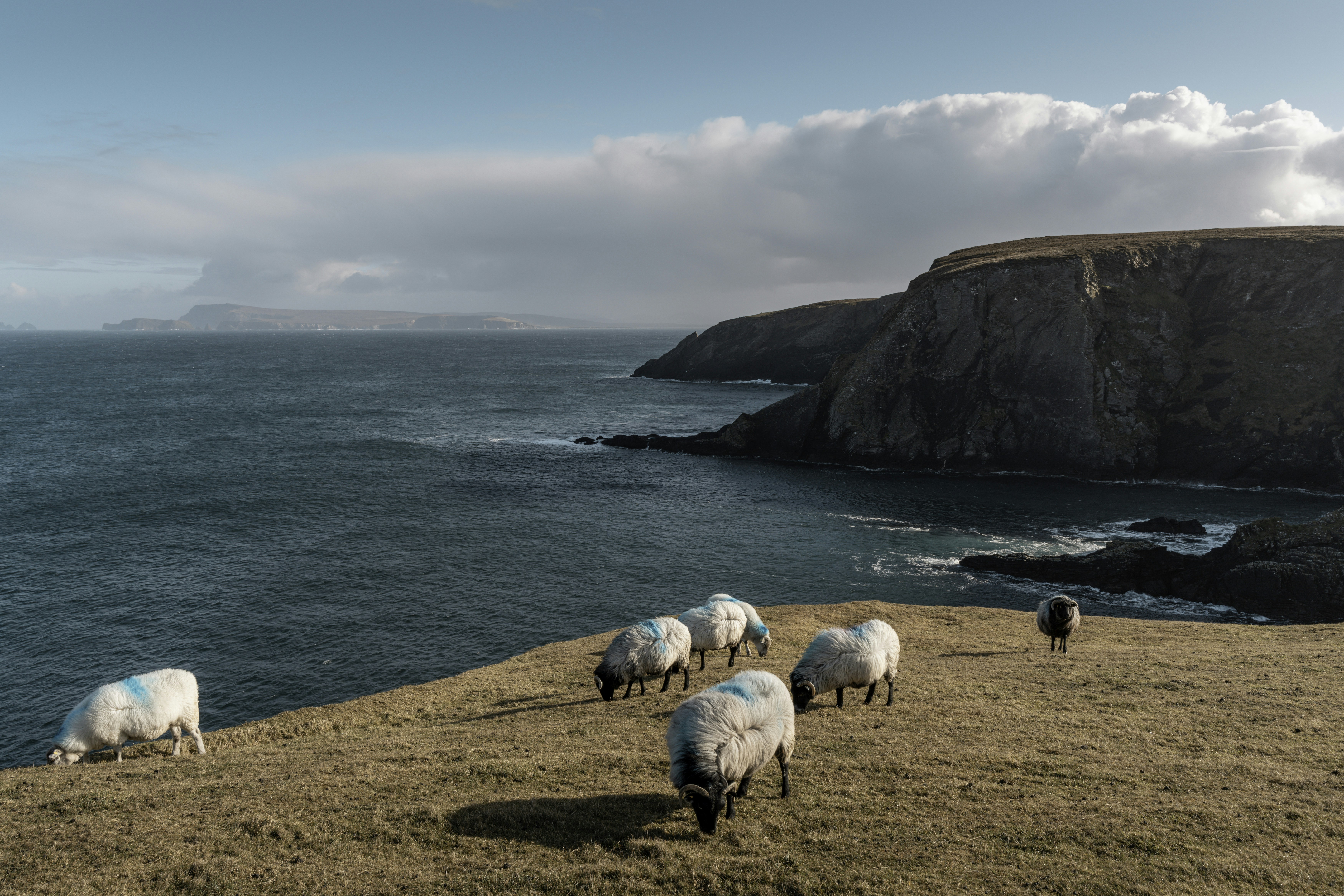 Grazing at the Edge: Sheep on a Coastal Cliff Over the Atlantic