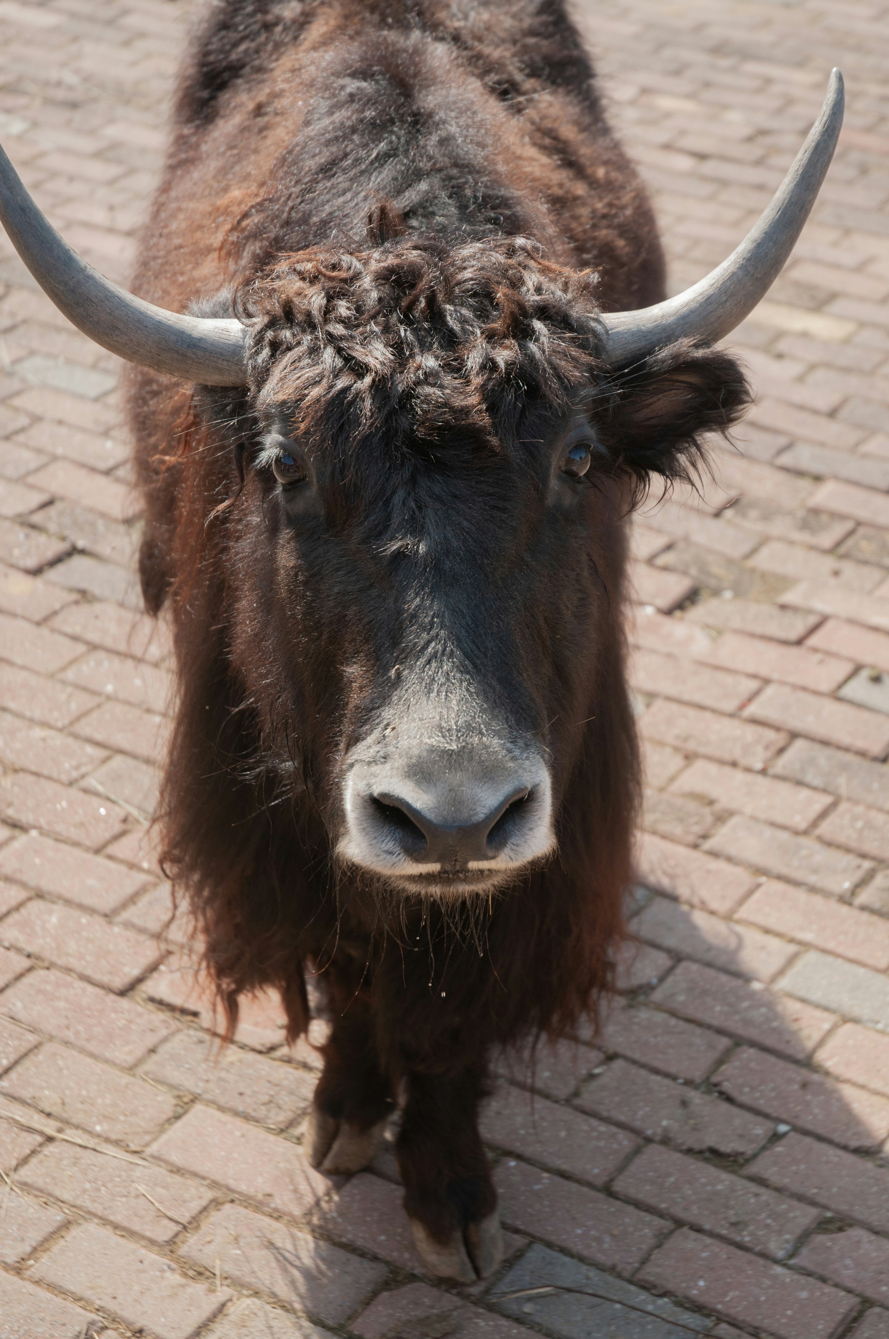 Direct Gaze: A Shaggy Yak Faces the Lens on a Brick Courtyard