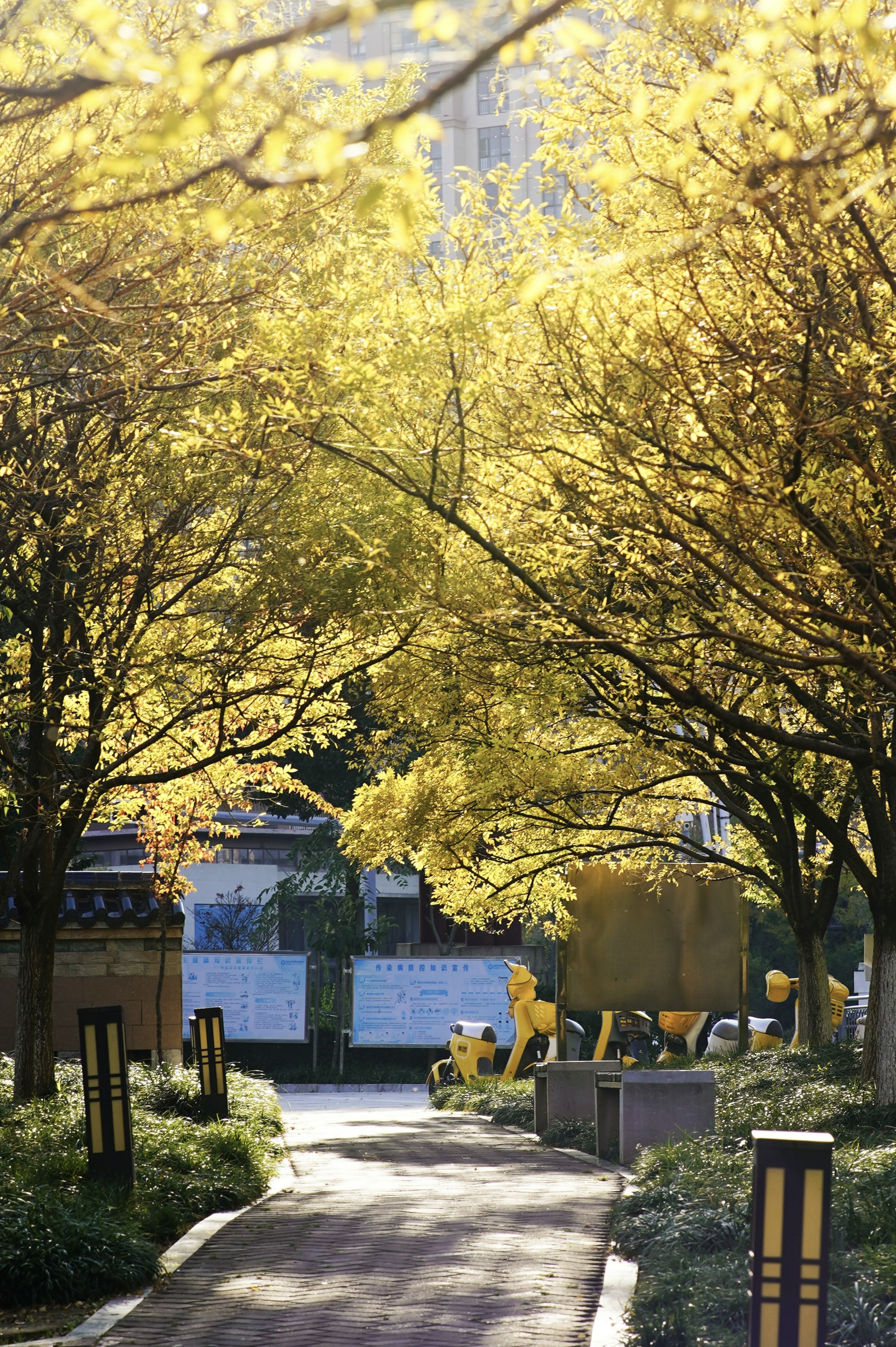 Golden Canopy: A Sunlit City Park Path