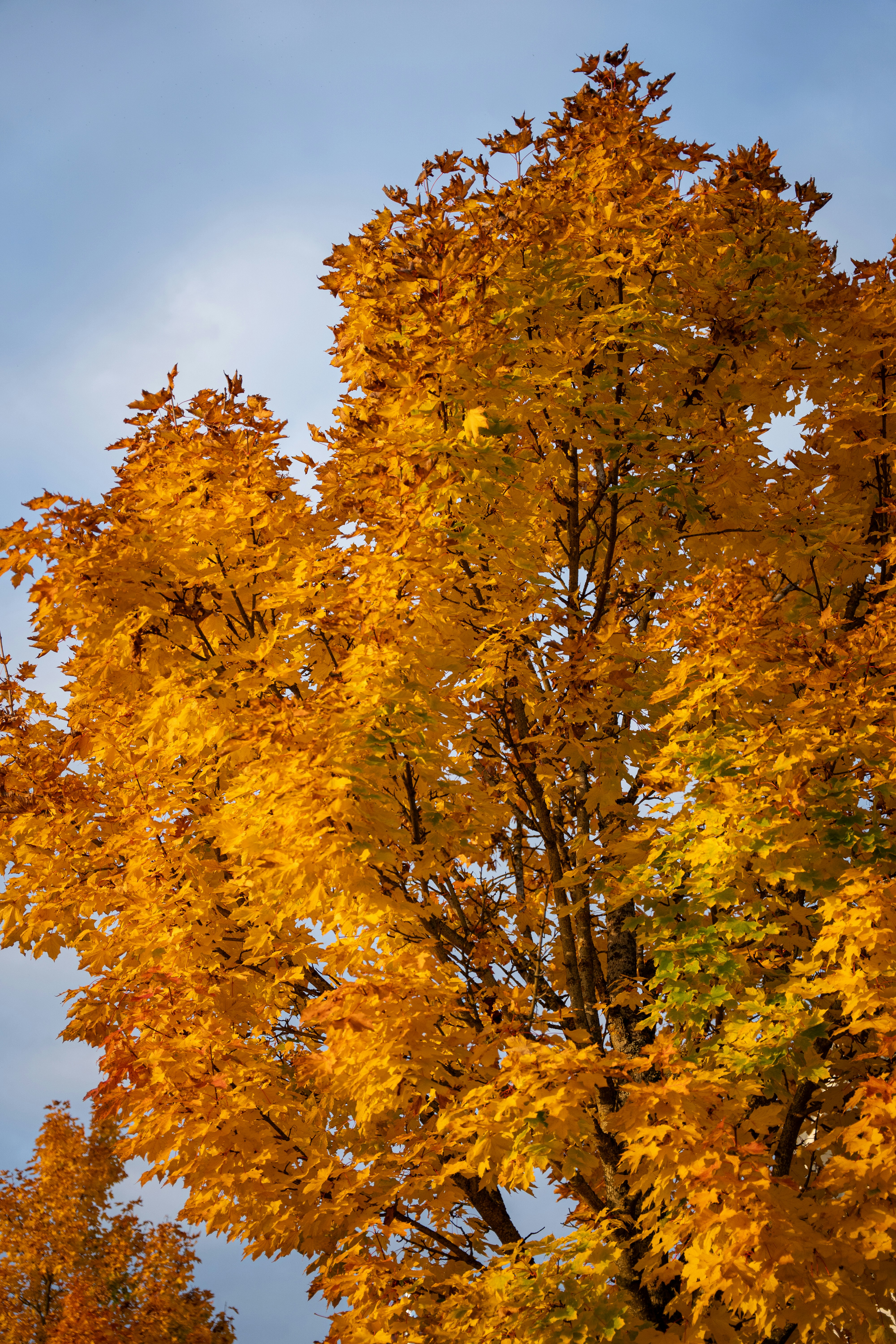 A vibrant maple tree in full autumn foliage. photo – Free Autumn Image ...
