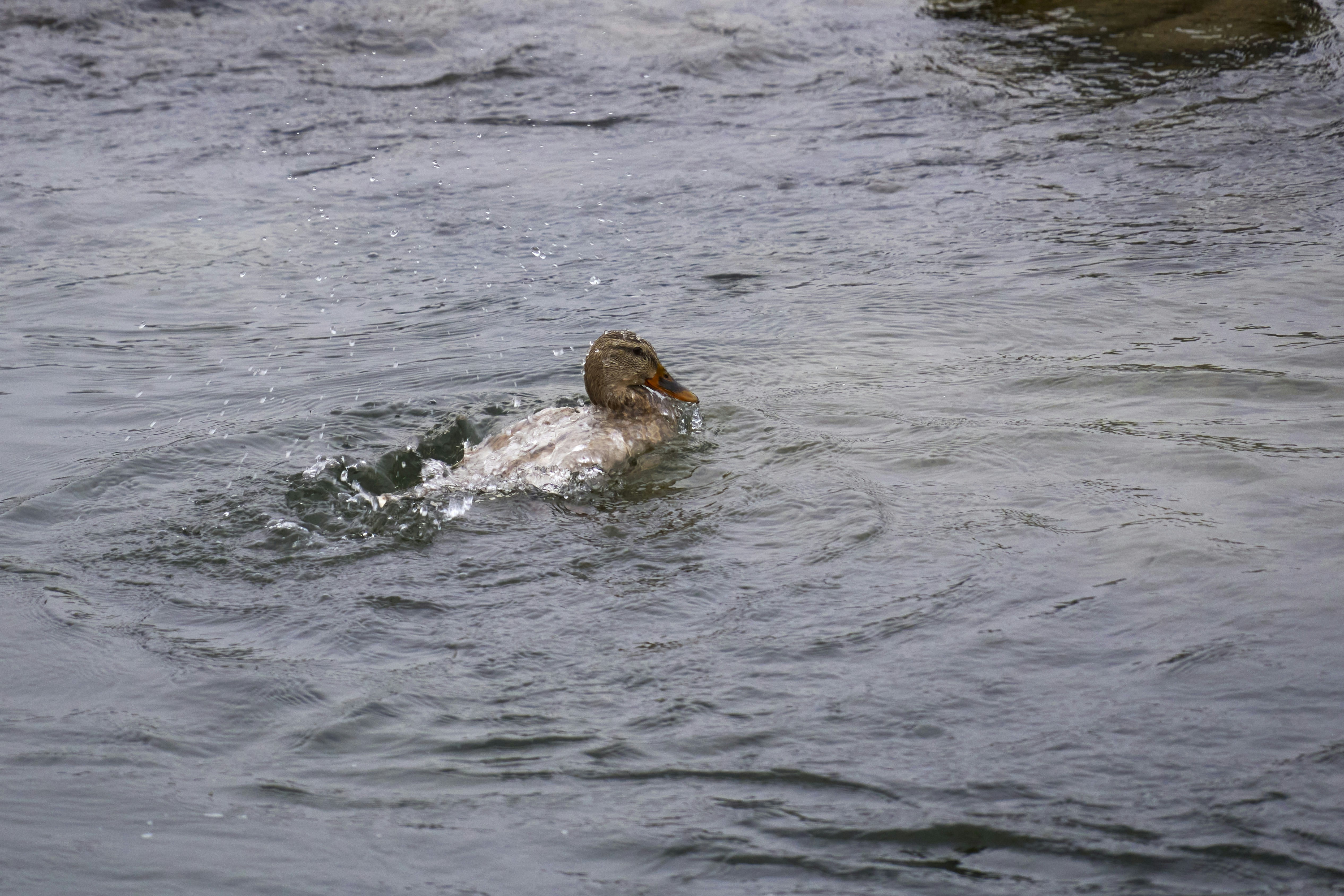 Photo by Wolfgang Hasselmann with Sony Alpha 7 IV