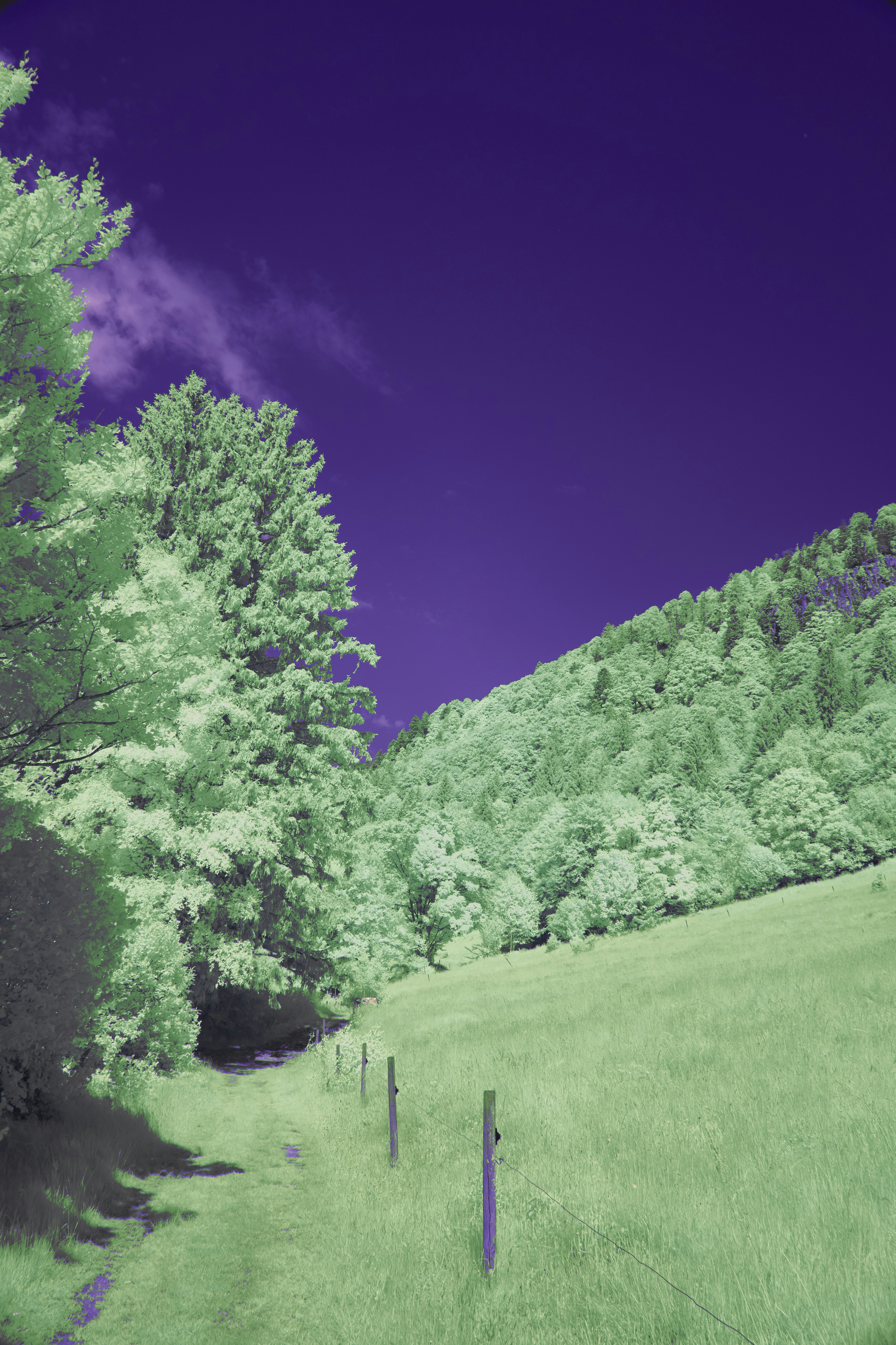 Green trees and grass under a purple sky photo – Free Forest Image on ...