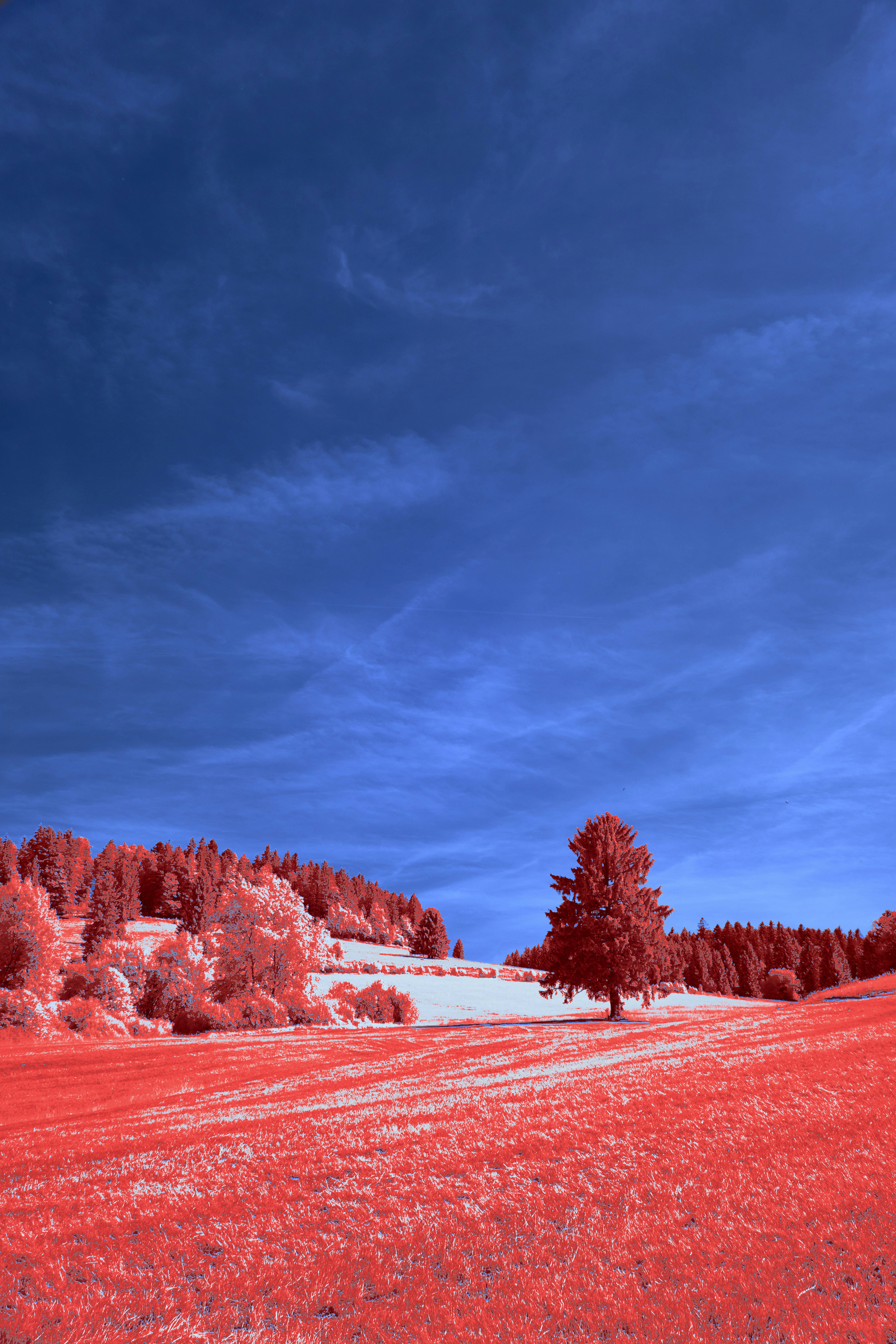 Photo by Wolfgang Hasselmann with Sony Alpha 7 IV