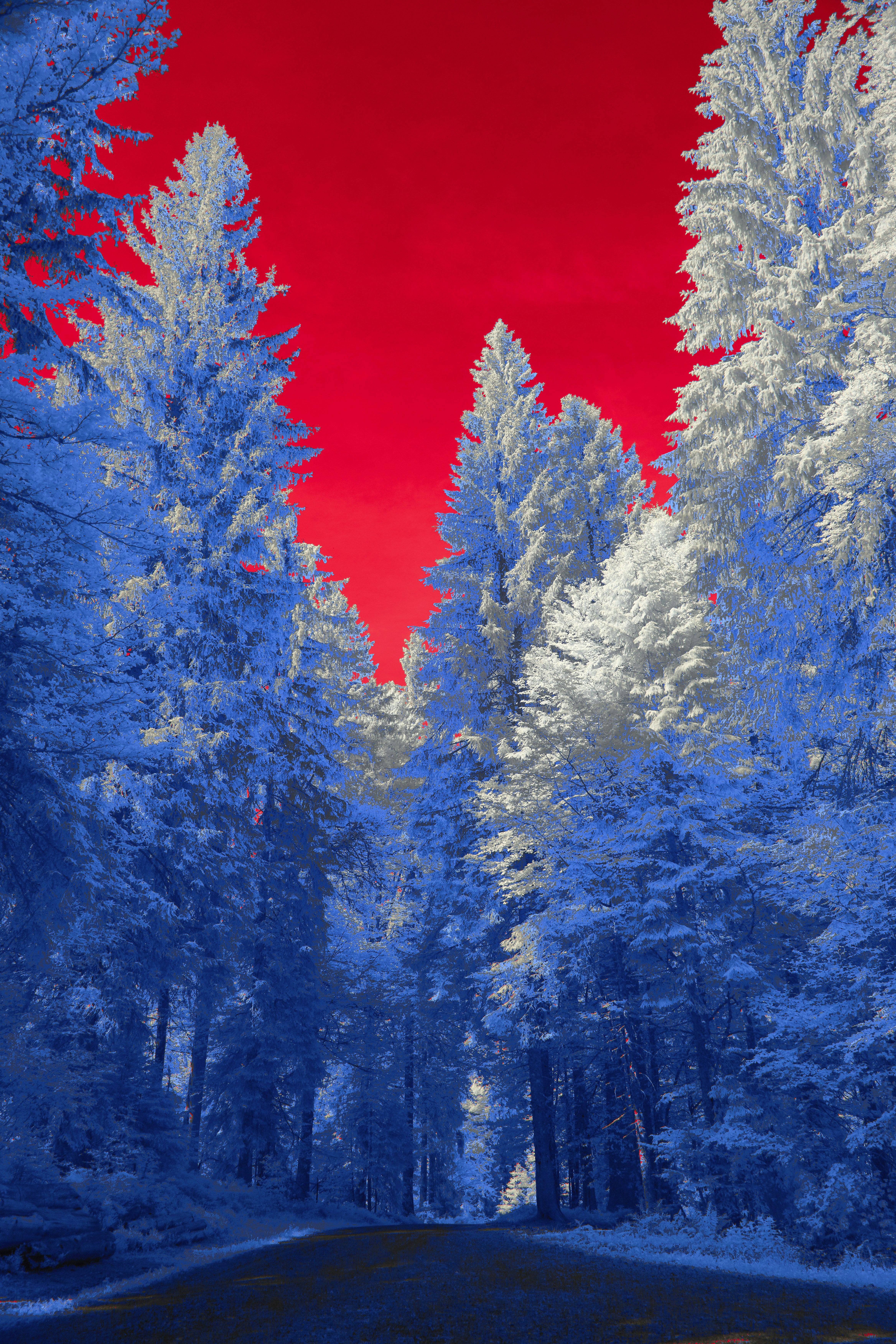 Photo by Wolfgang Hasselmann with Sony Alpha 7 IV