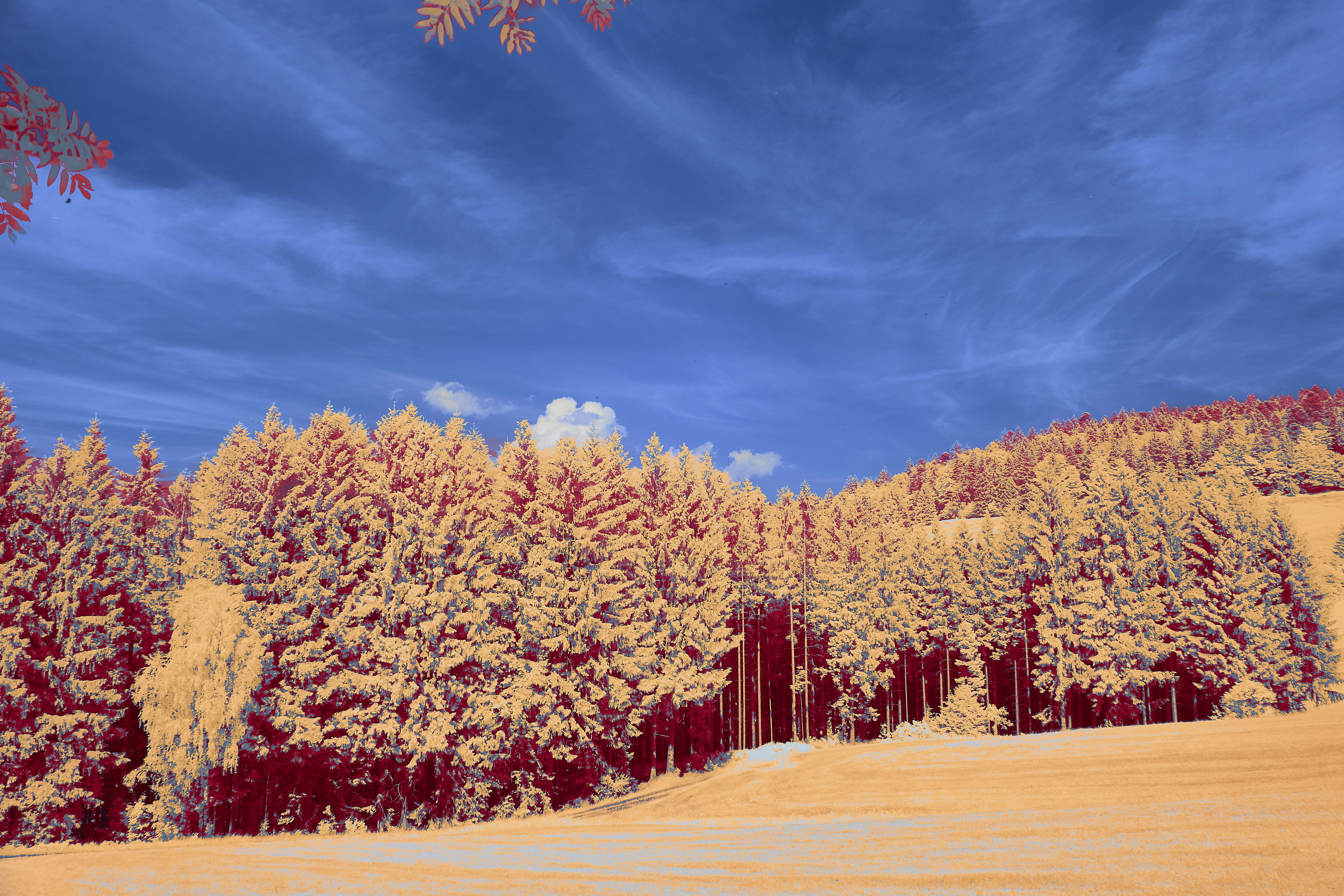 Photo by Wolfgang Hasselmann with Sony Alpha 7 IV