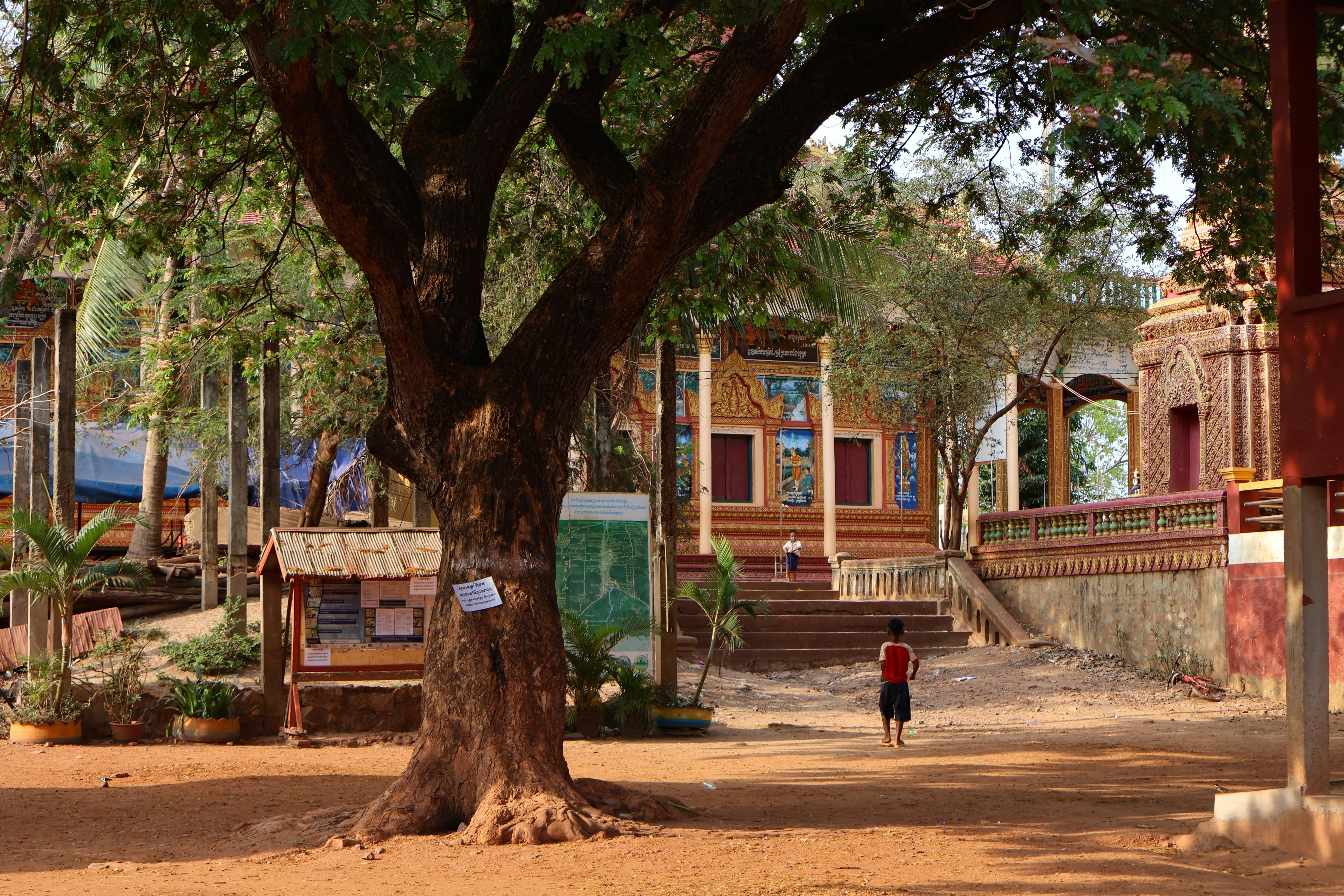 Under the Ancient Tree: A Quiet Walk Through the Temple Courtyard